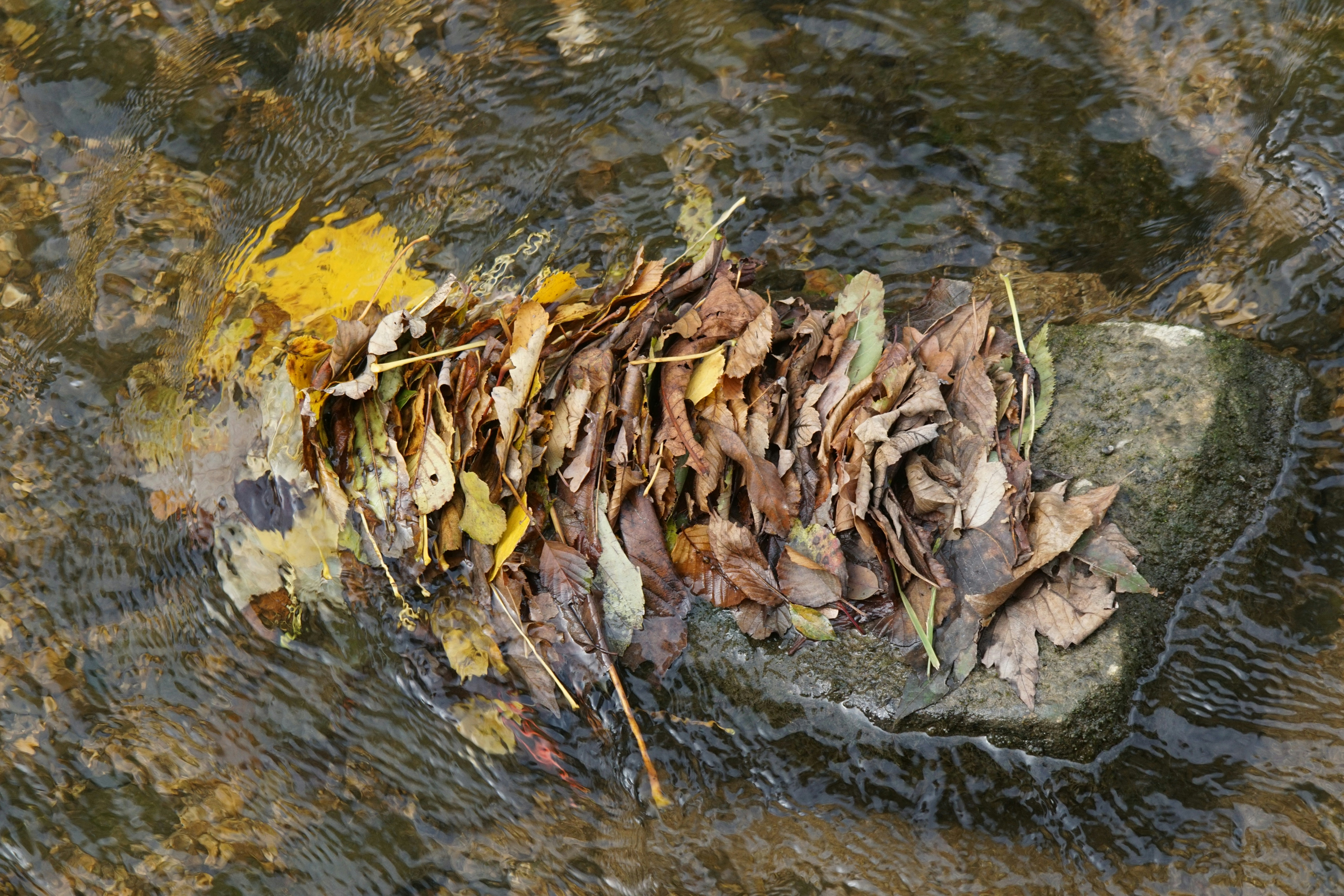 Autumn Leaf Drift Anchored on a River Rock