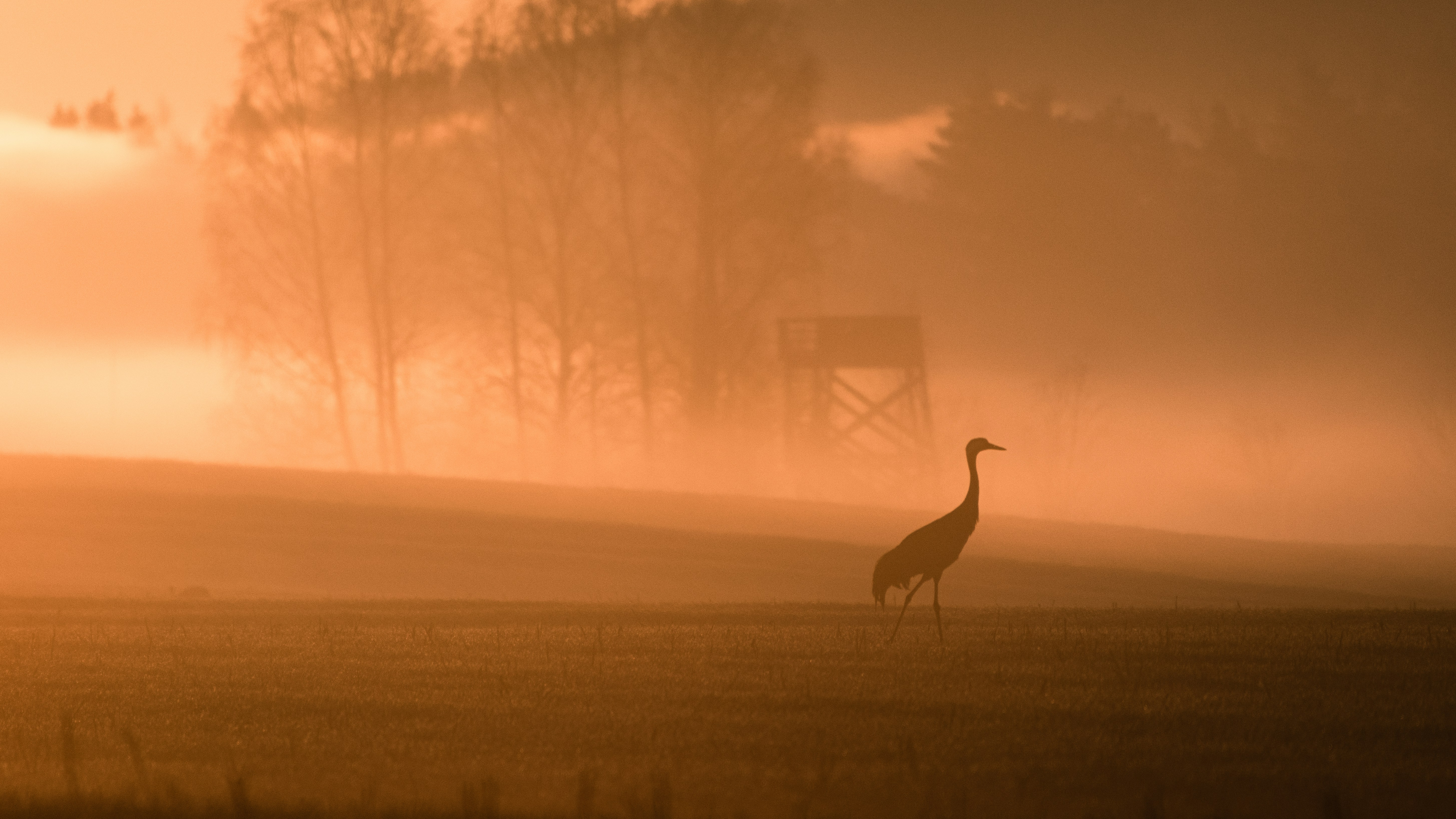 Amber Dawn Crane in a Field of Quiet Fog