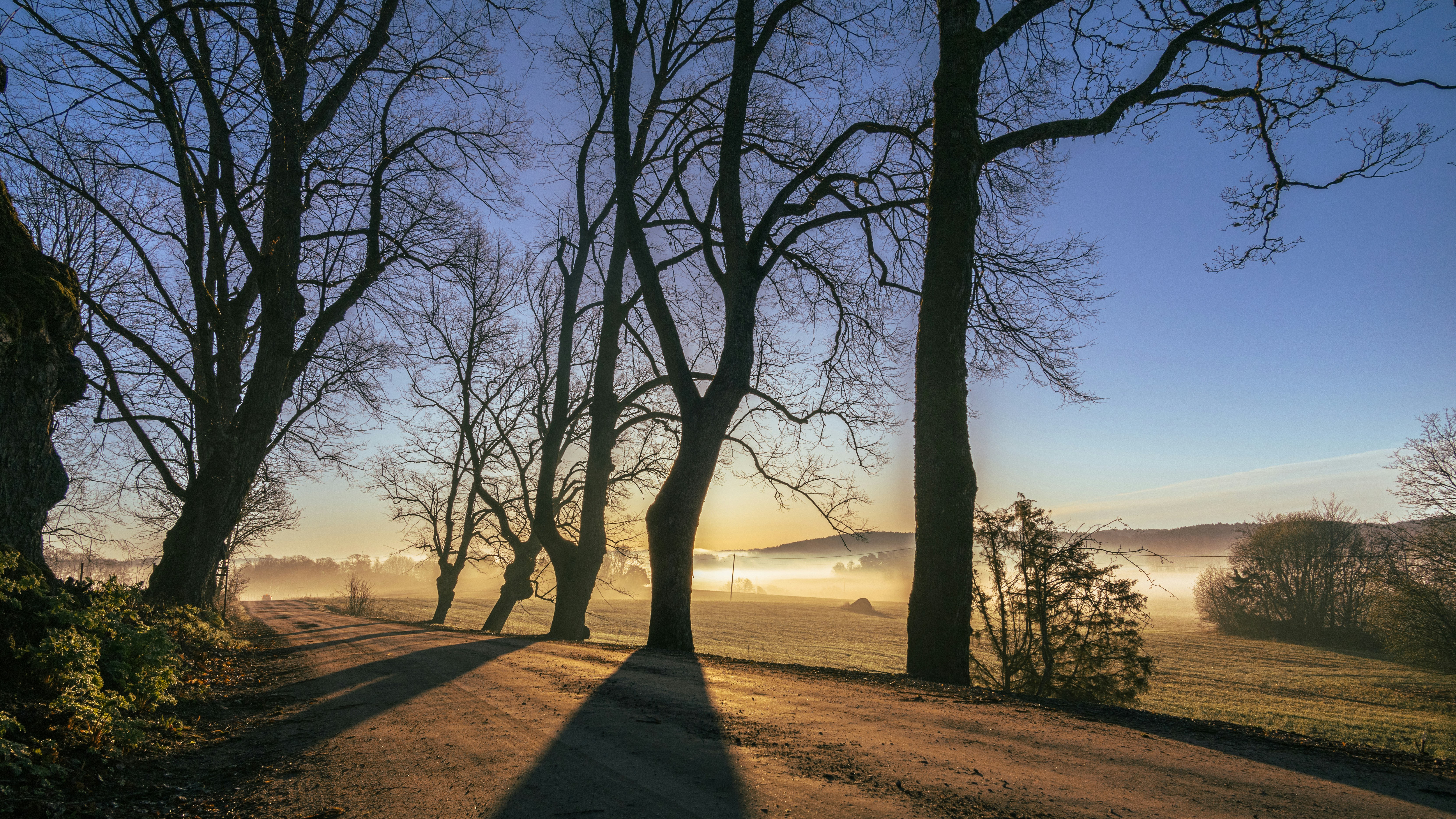 Long Shadowed Dawn Along a Row of Majestic Trees