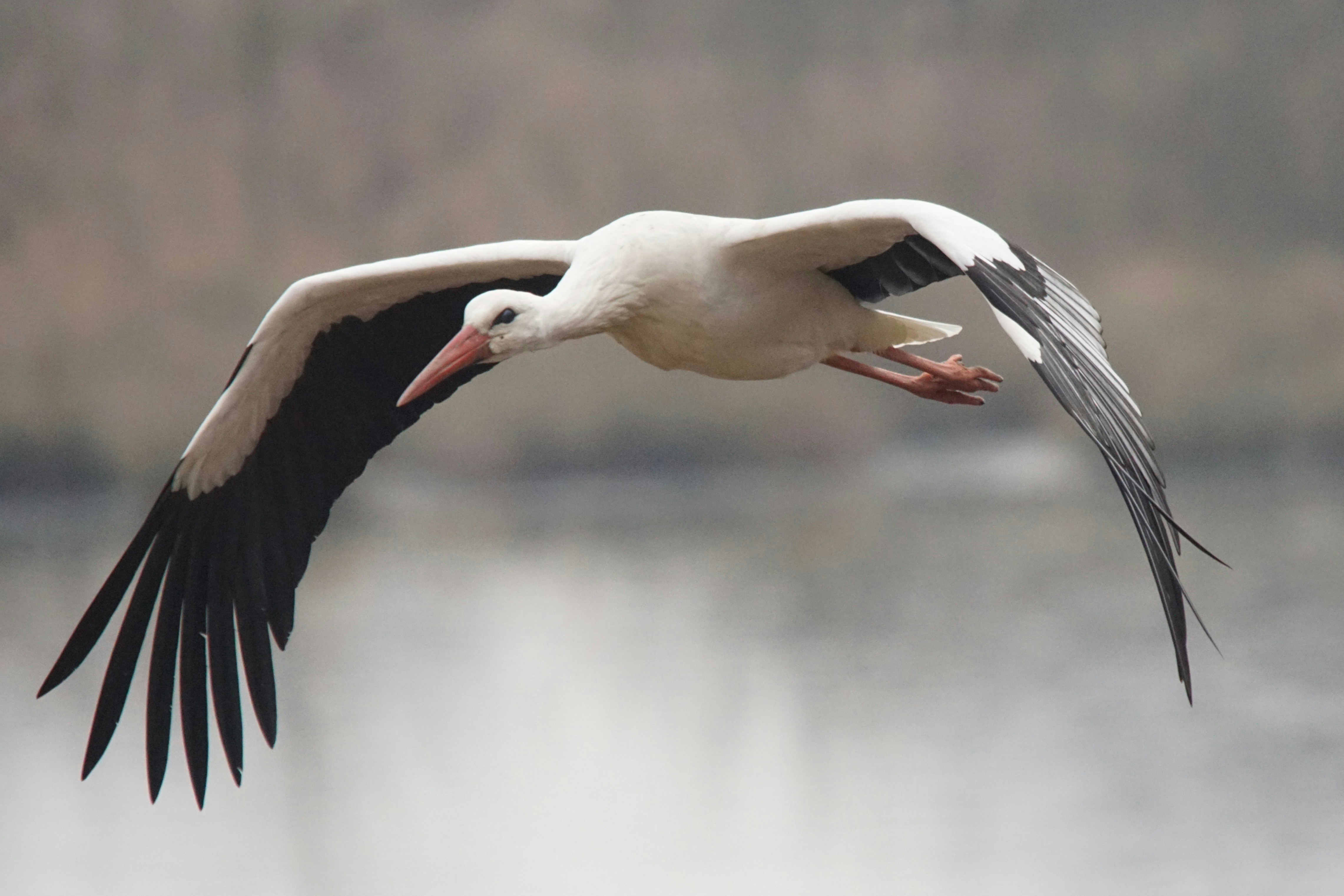 A stork gliding gracefully above a tranquil body of water, showcasing its majestic wingspan in mid-flight.
