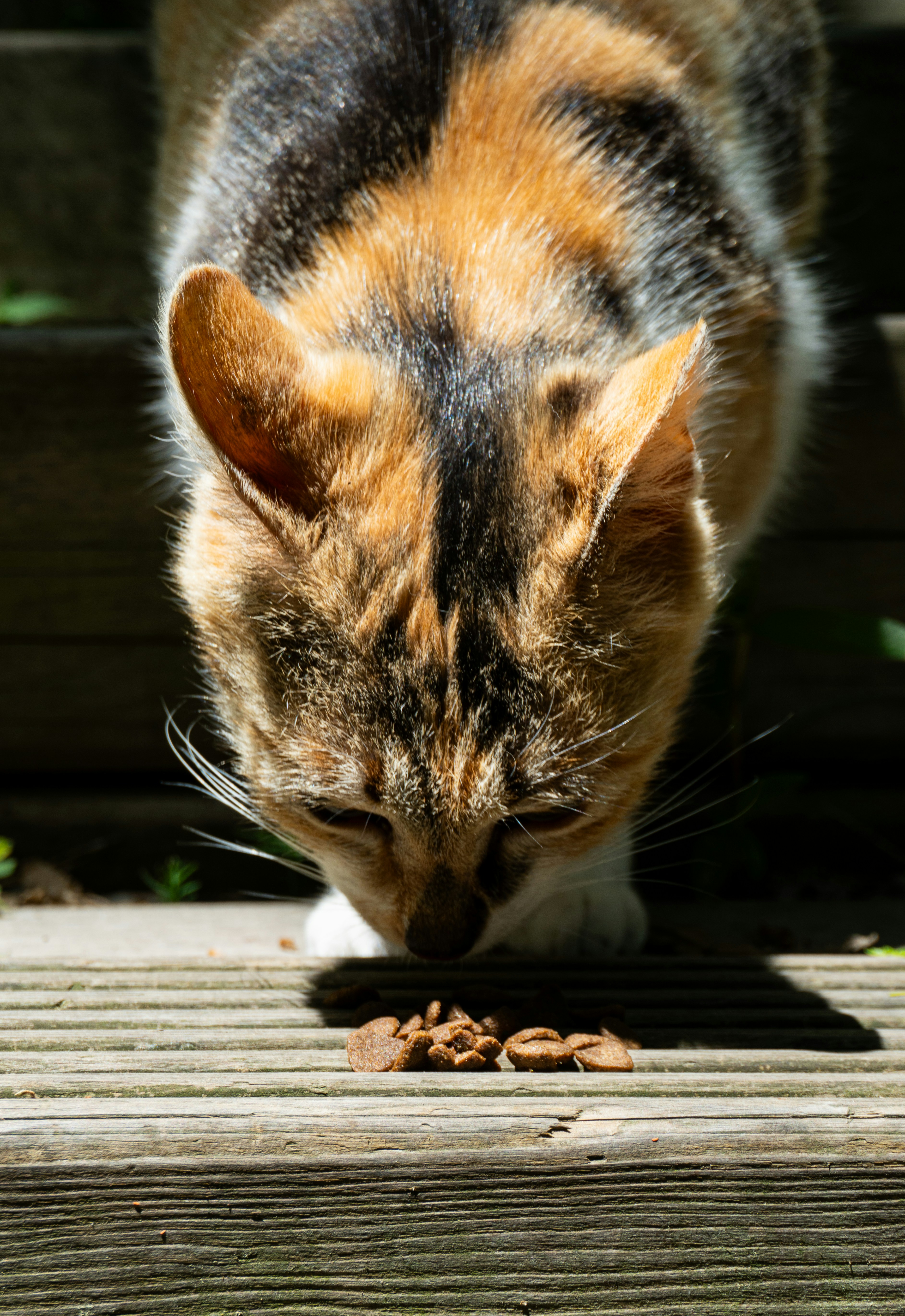 A calico cat eating food off of a wooden deck photo – Free 서구 암남동 암남공원 ...