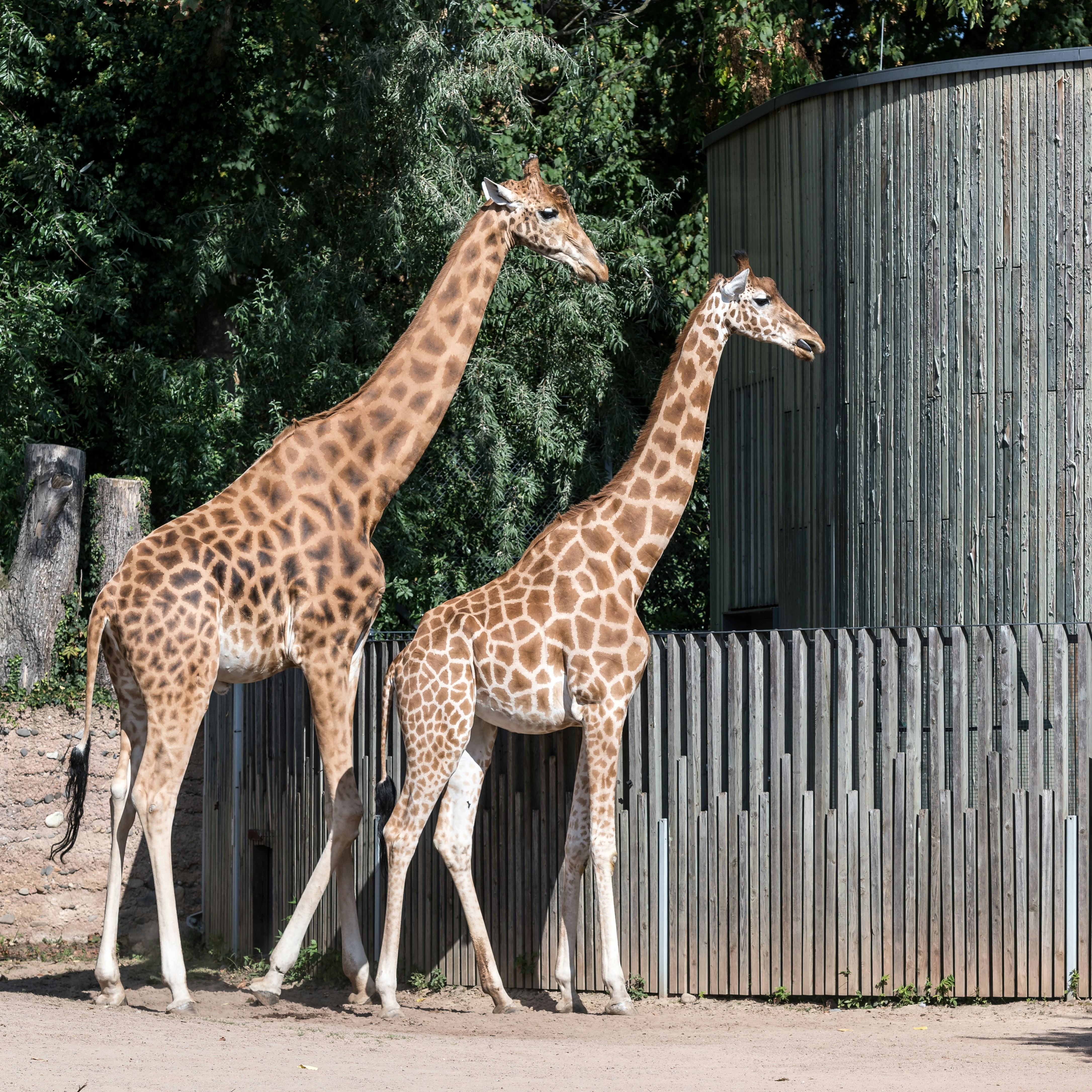 Giraffe Pair by a wooden enclosure: calm silhouettes against dappled light