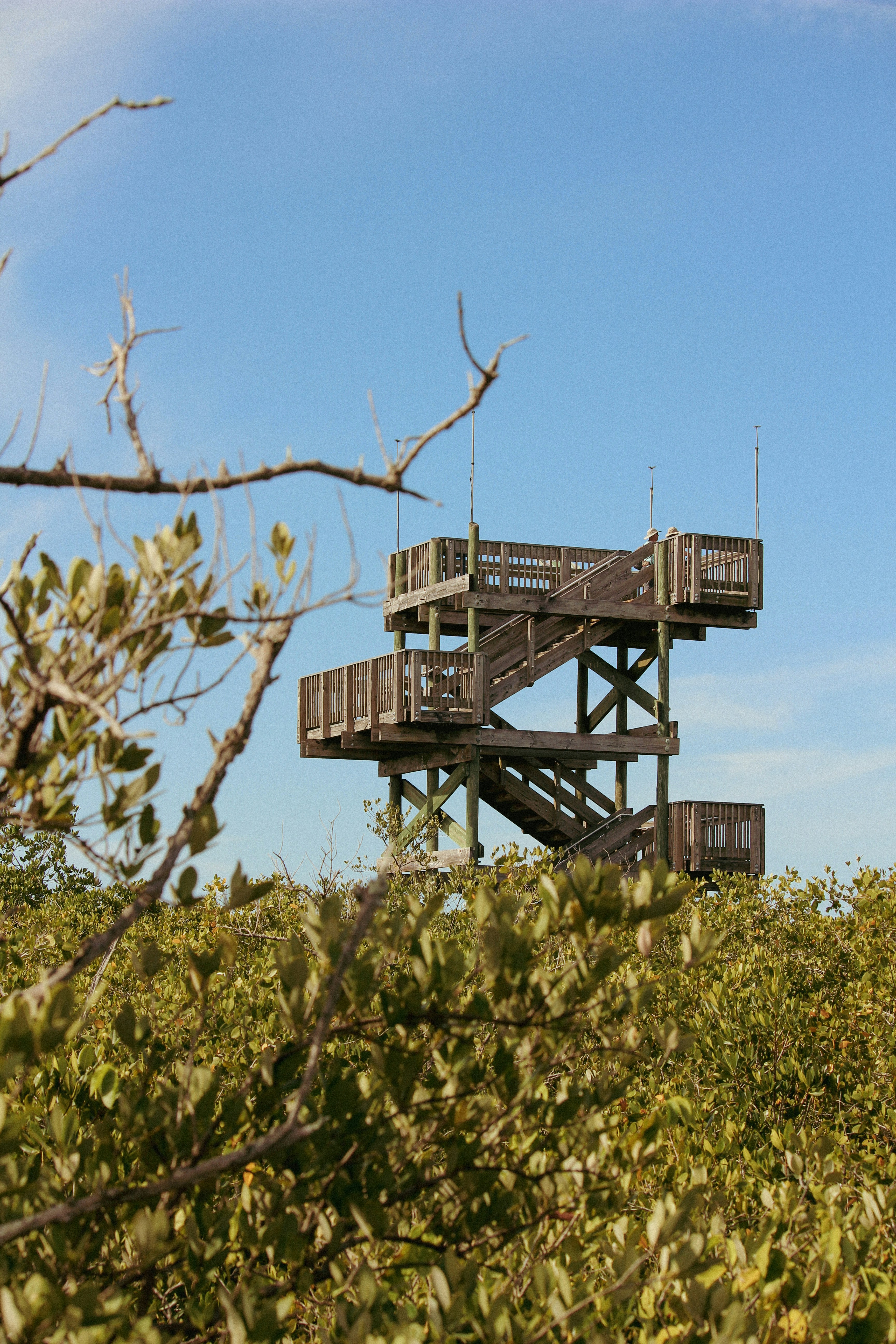 Timber Lookout Rising Over Coastal Scrub Under a Brilliant Blue