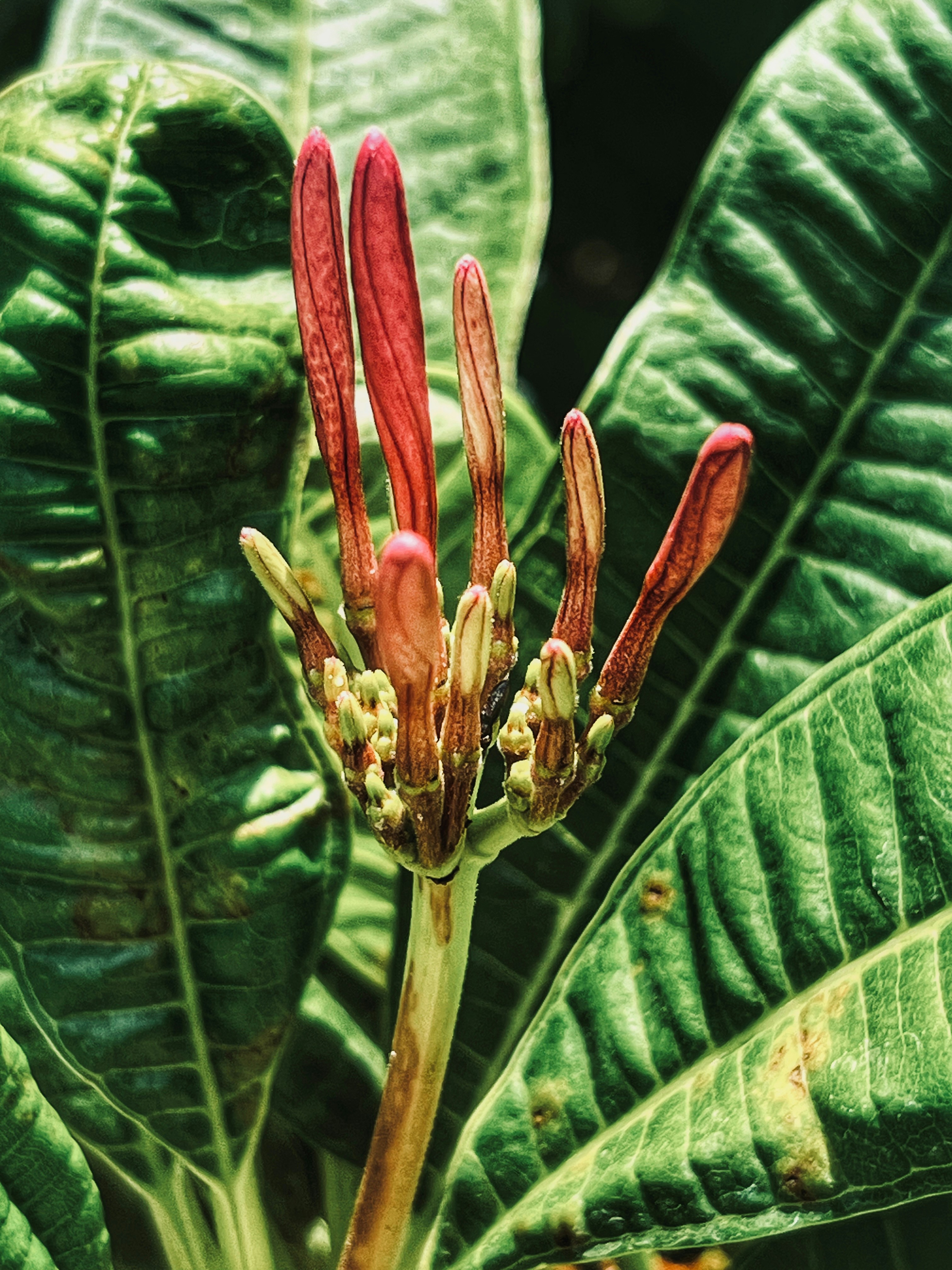 Crimson Buds Rising Through a Verdant Veil