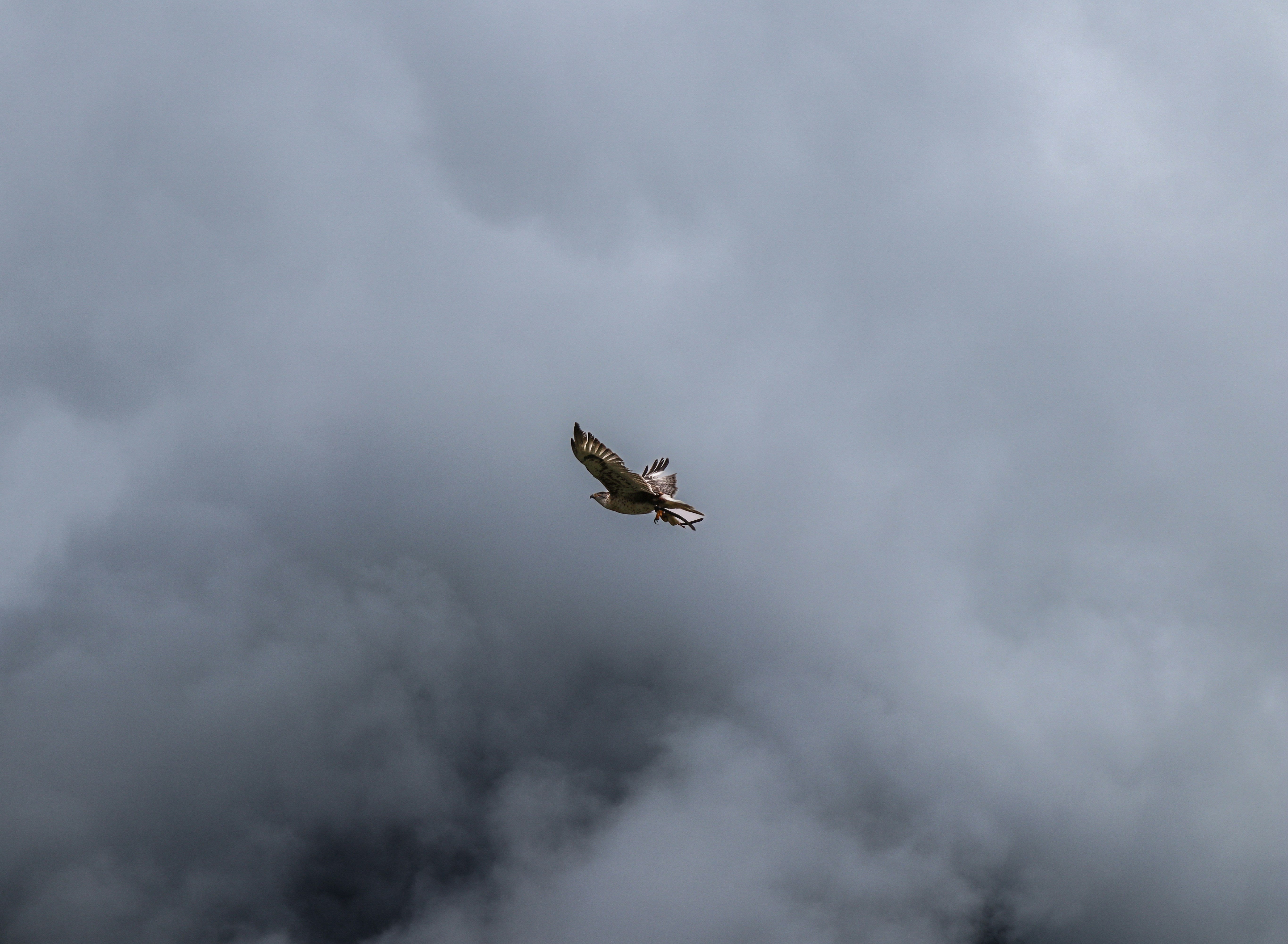 Raptor in the Mist: A lone bird carving through a sea of clouds