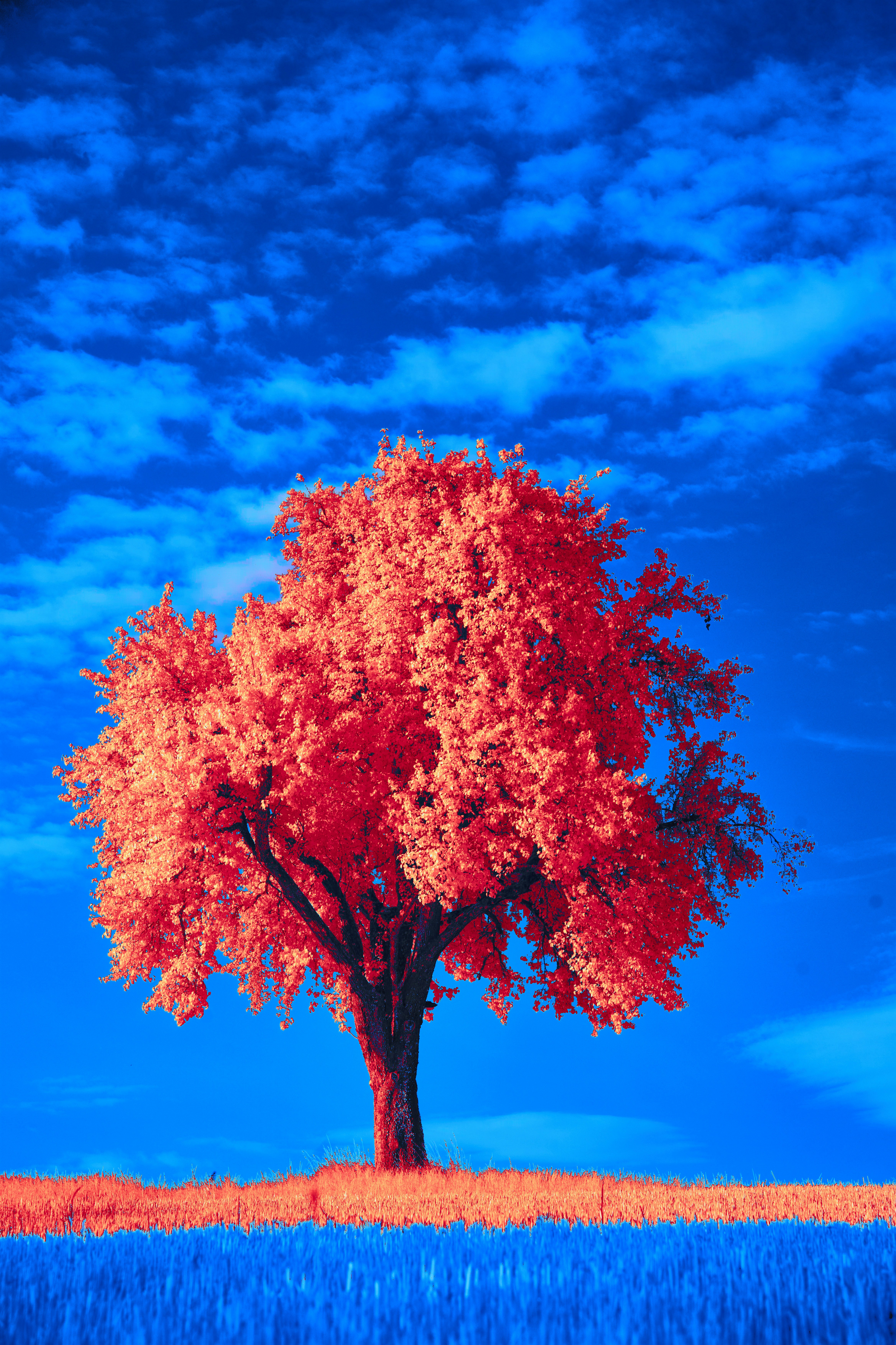 Un arbre rouge au milieu d’un champ bleu photo – Photo Arbre Gratuite ...
