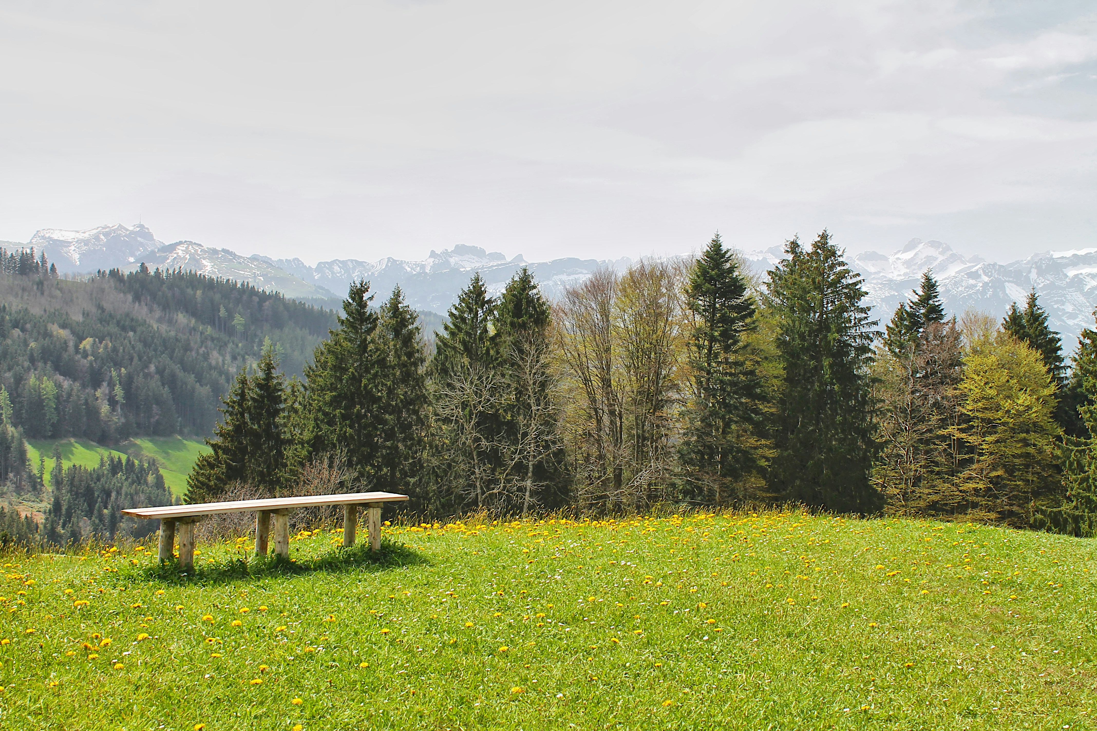 Alpine Meadow Bench: Wildflowers, Pines, and Distant Snowcaps