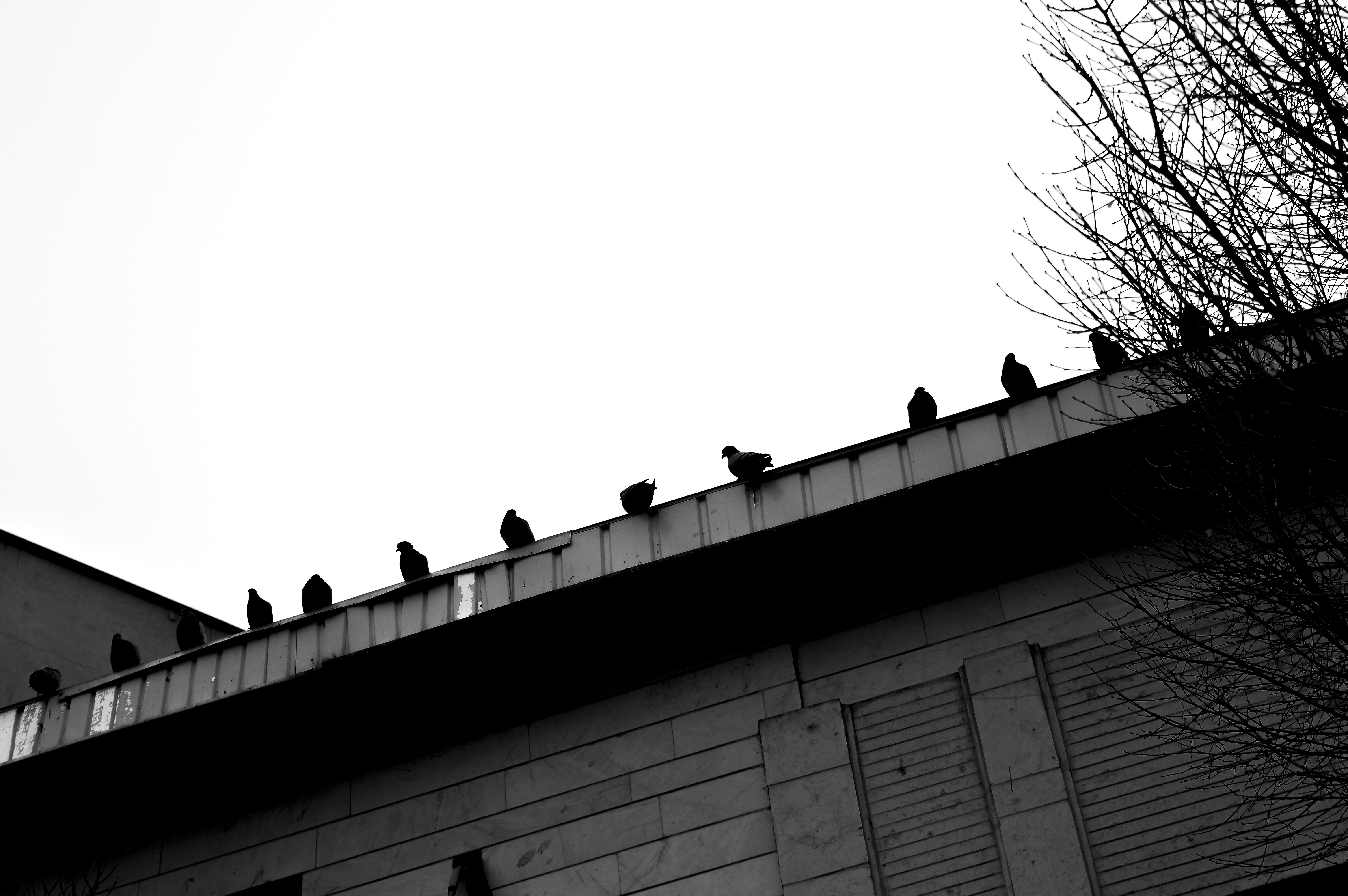 Pigeons sitting on the ceiling, Tehran, Iran