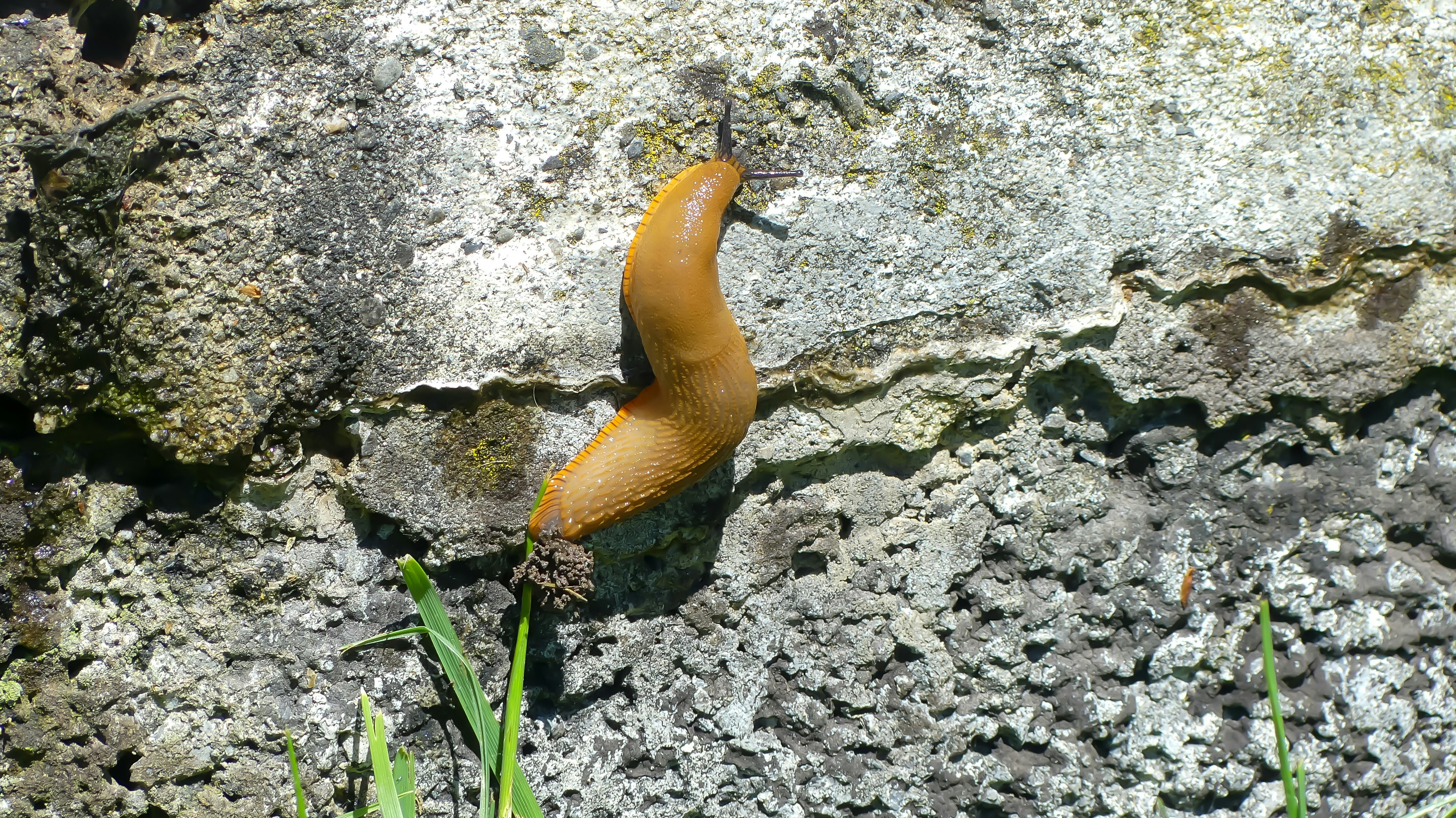 A slug crawling on the side of a rock photo – Free Animal Image on Unsplash
