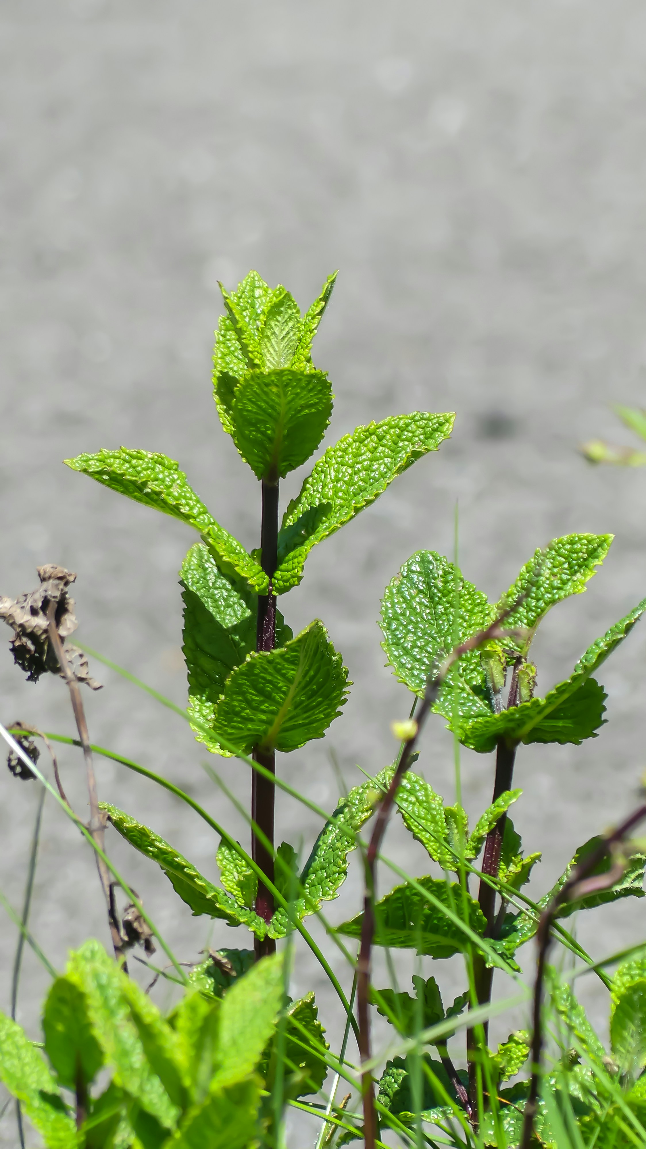 Emerald Dew: Mint Sprigs in Focus Against a Quiet Concrete Backdrop