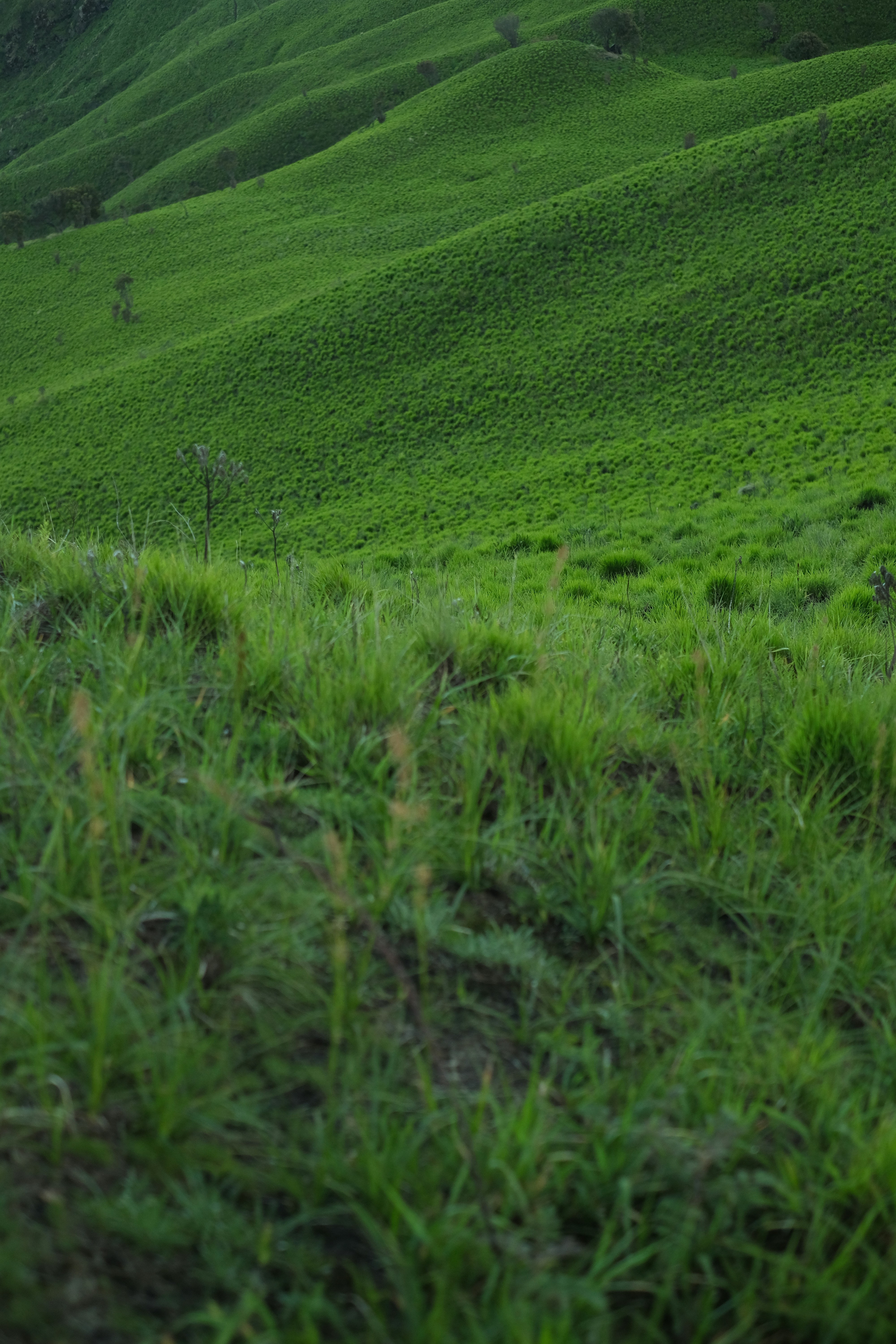 Vibrant green hills rolling gently under a soft light, showcasing the intricate textures of grass and earth.