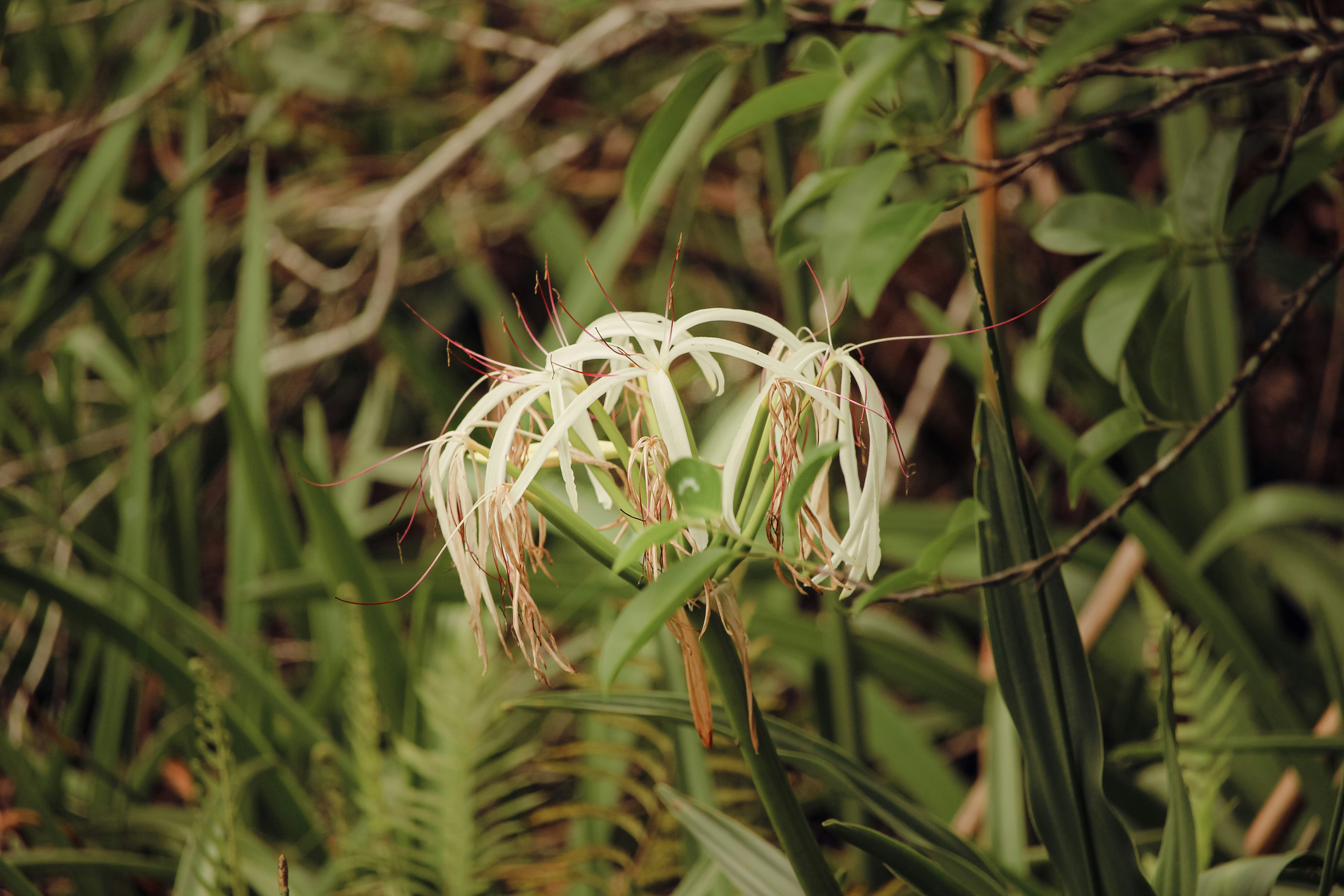 Whispering Bloom Among Quiet Ferns