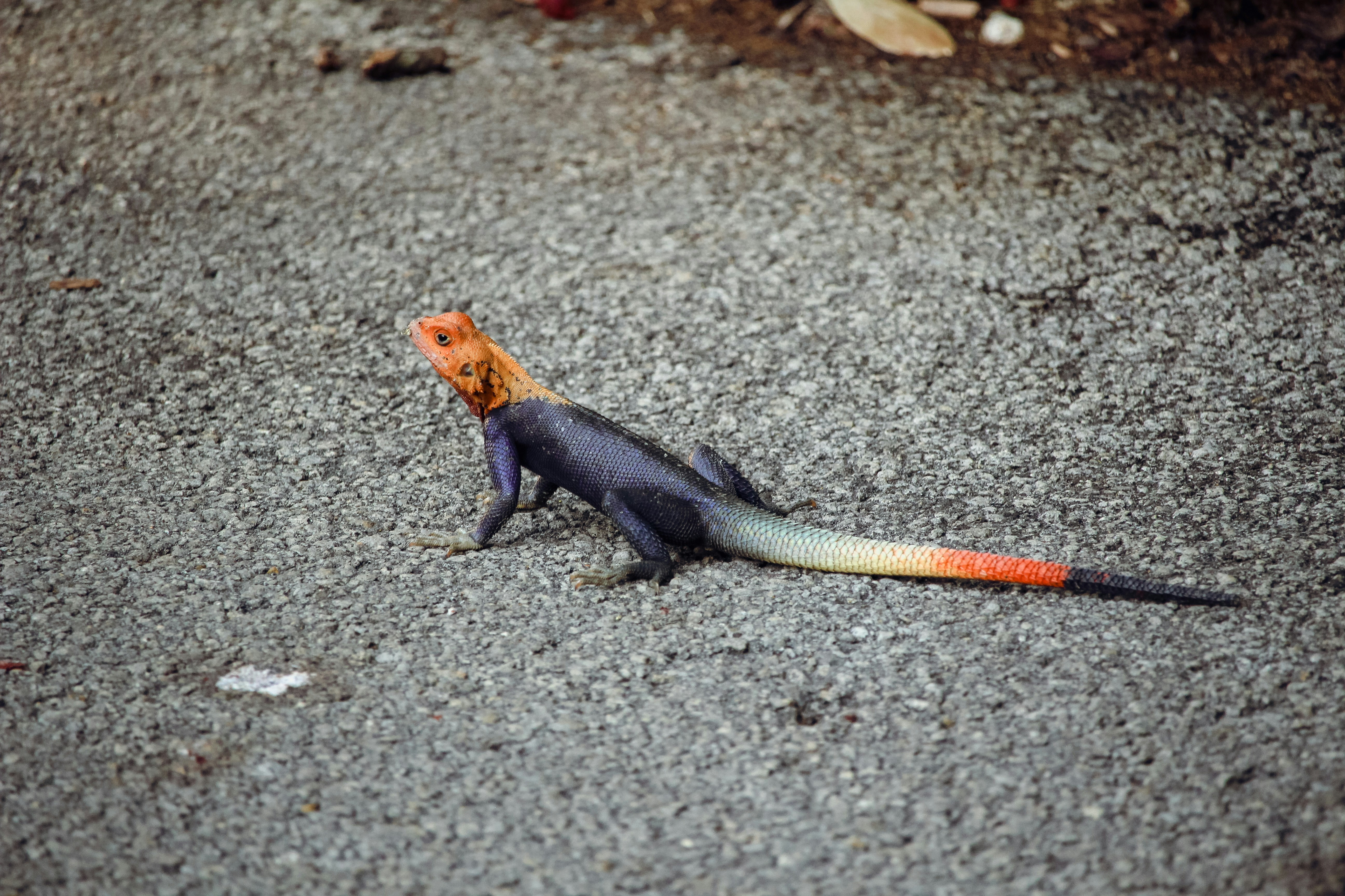 An orange and black lizard sitting on the ground photo – Free Lizard ...