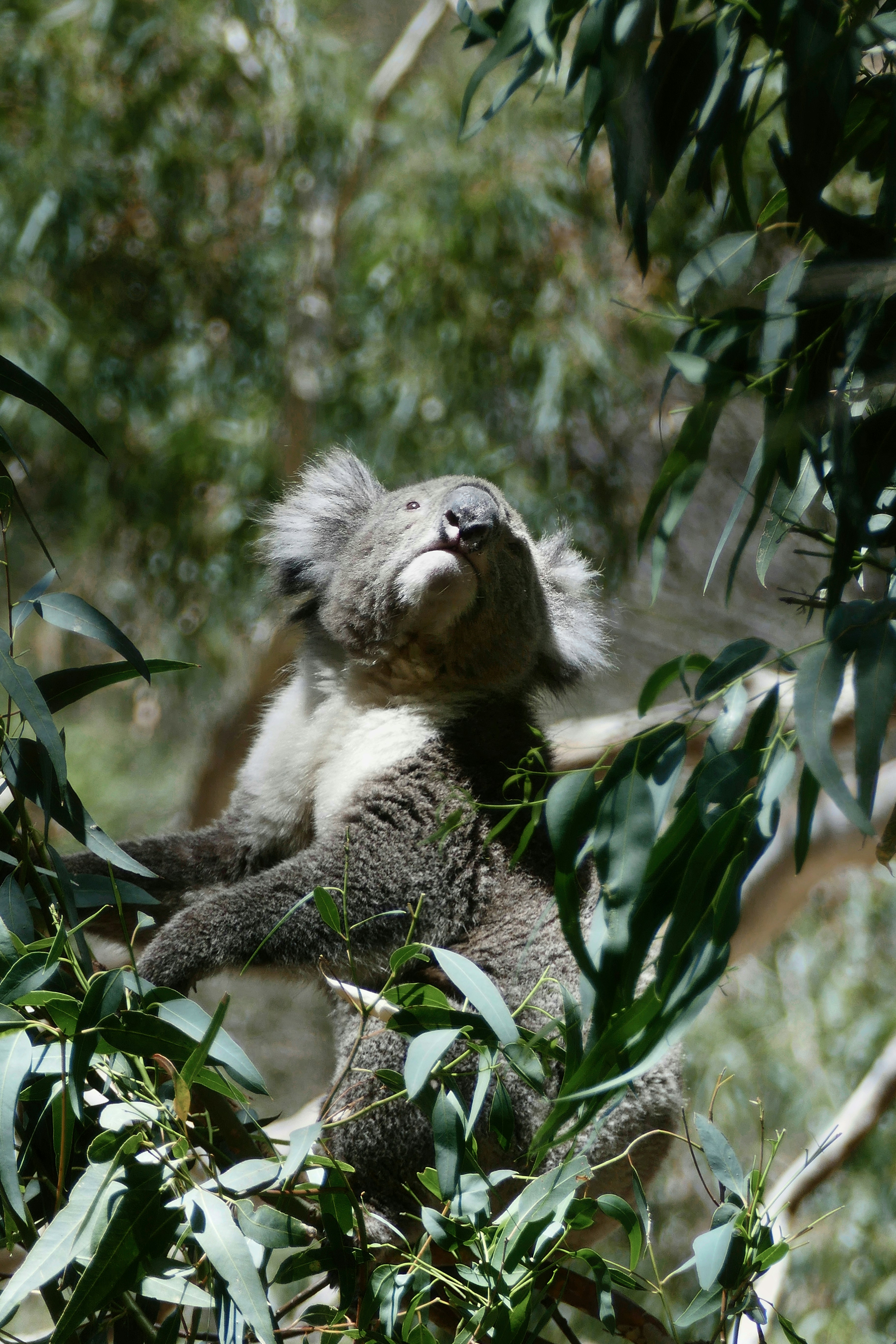 A koala sitting in a tree looking up at the sky photo – Free Wildlife ...
