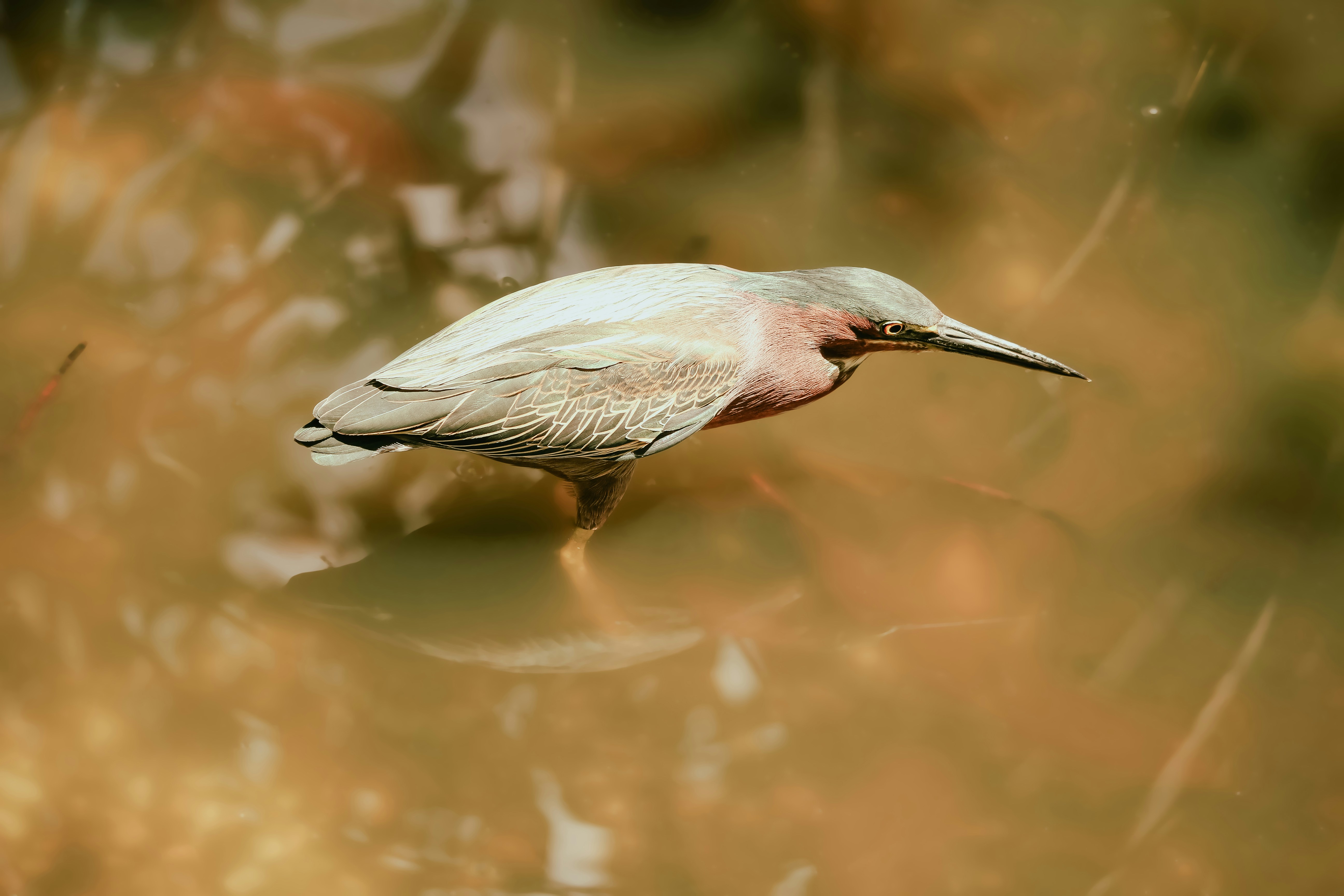Amber-Washed Wanderer: A solitary heron patrolling sunlit wetlands
