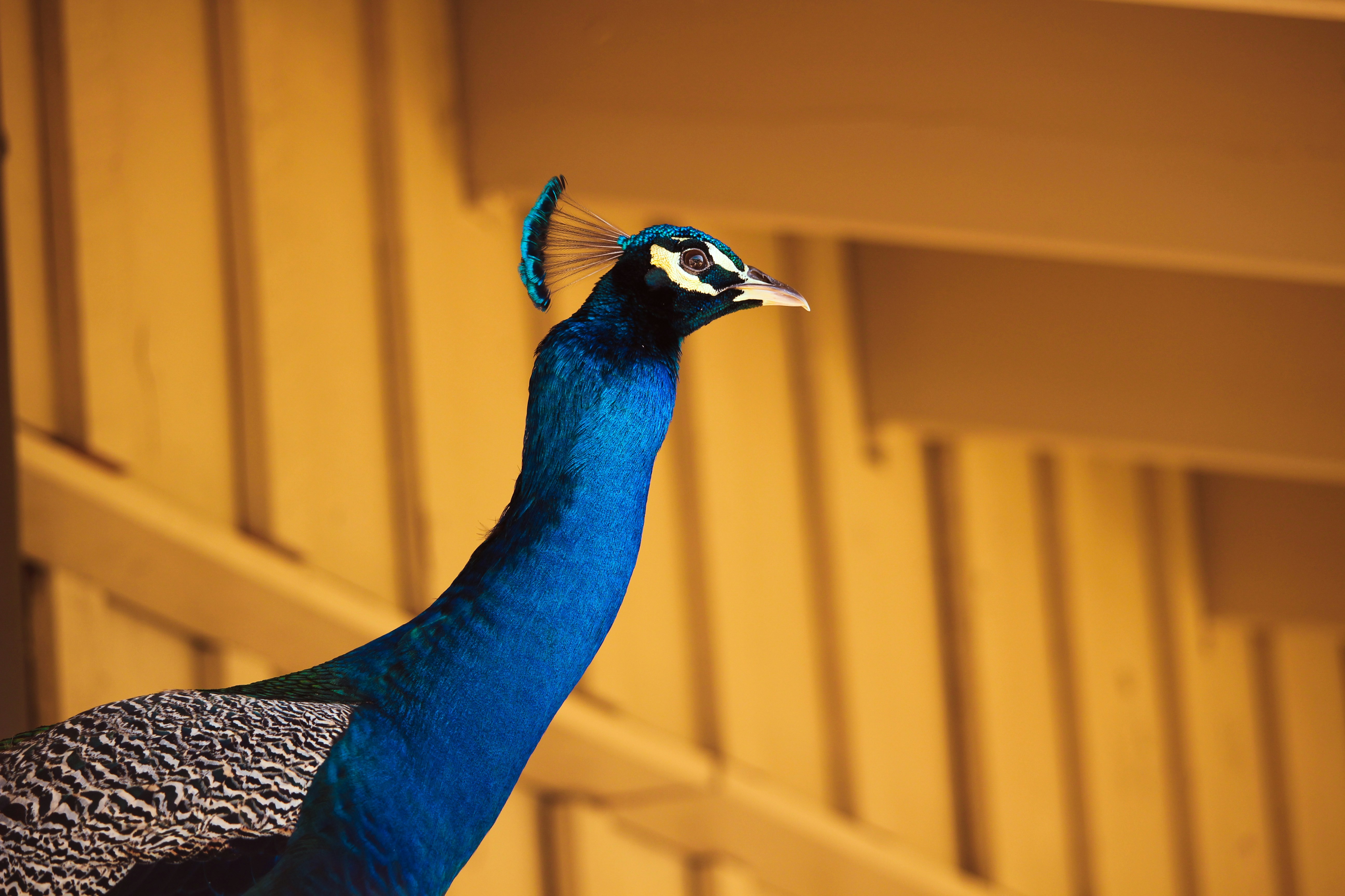 Emerald Crest: A Peacock’s Proud Gaze Against Amber Backdrop