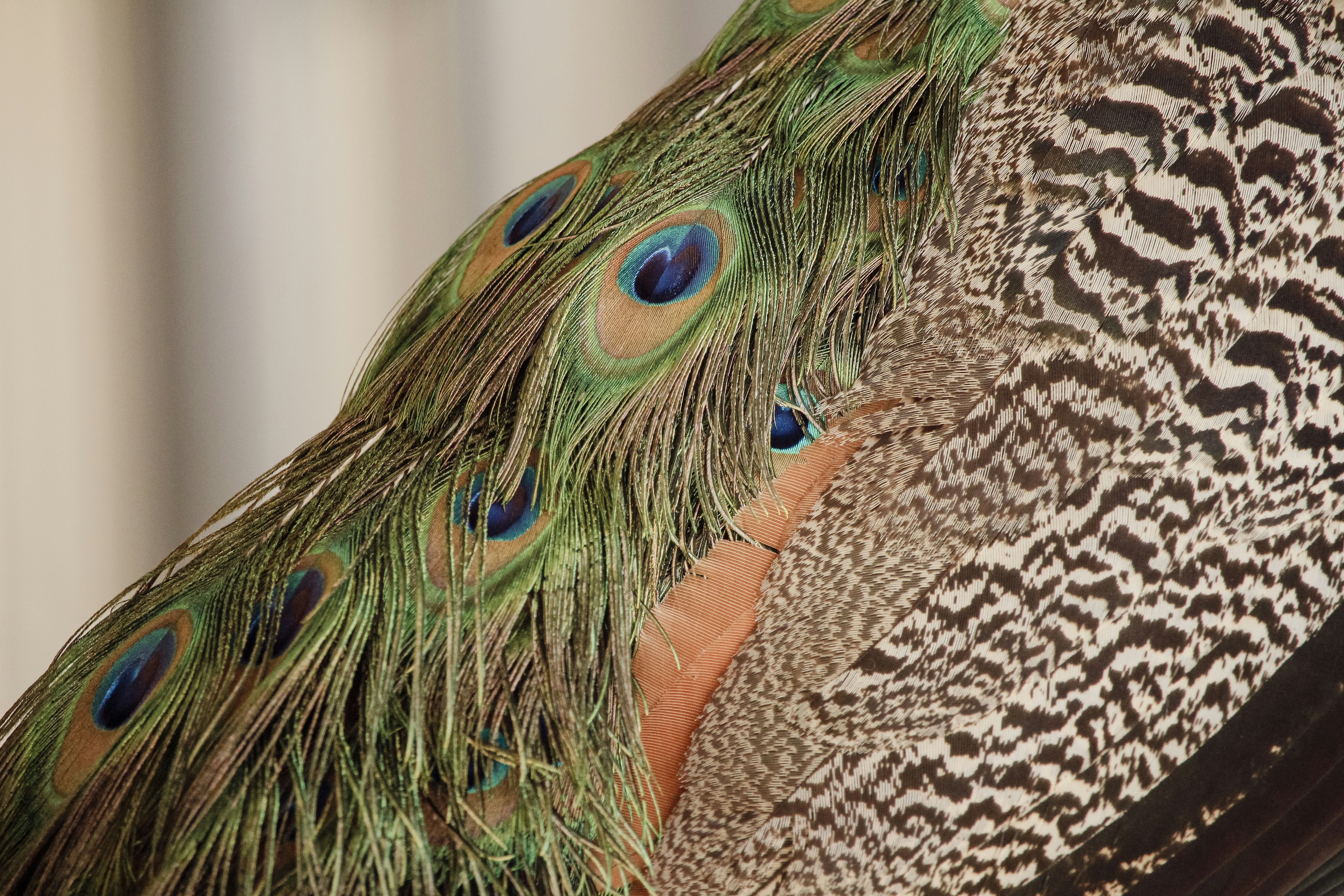 Close-up of a Peacock Feather’s Eye Spot and Textured Plumage