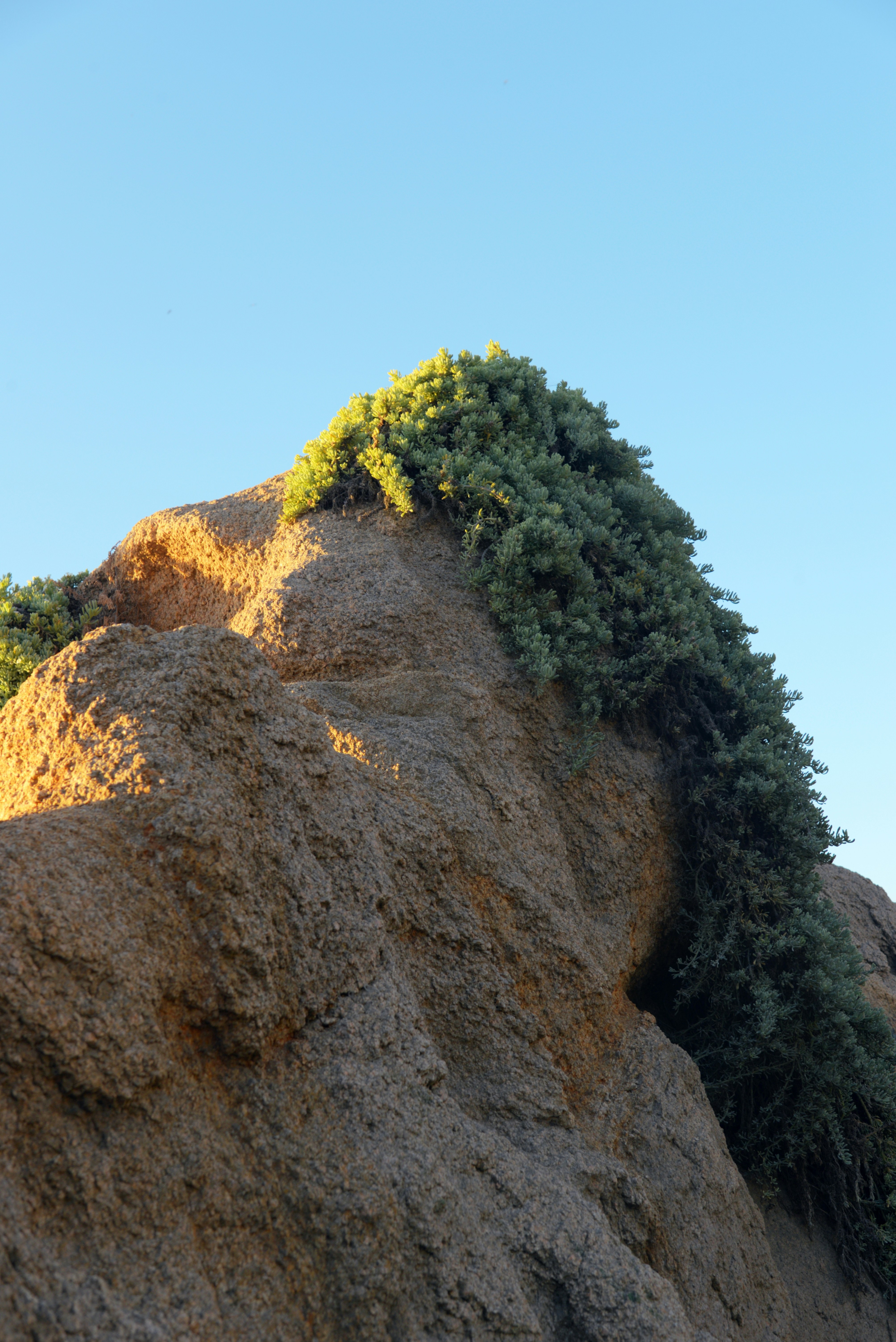 Un gros rocher avec des arbres qui poussent photo – Photo La nature ...