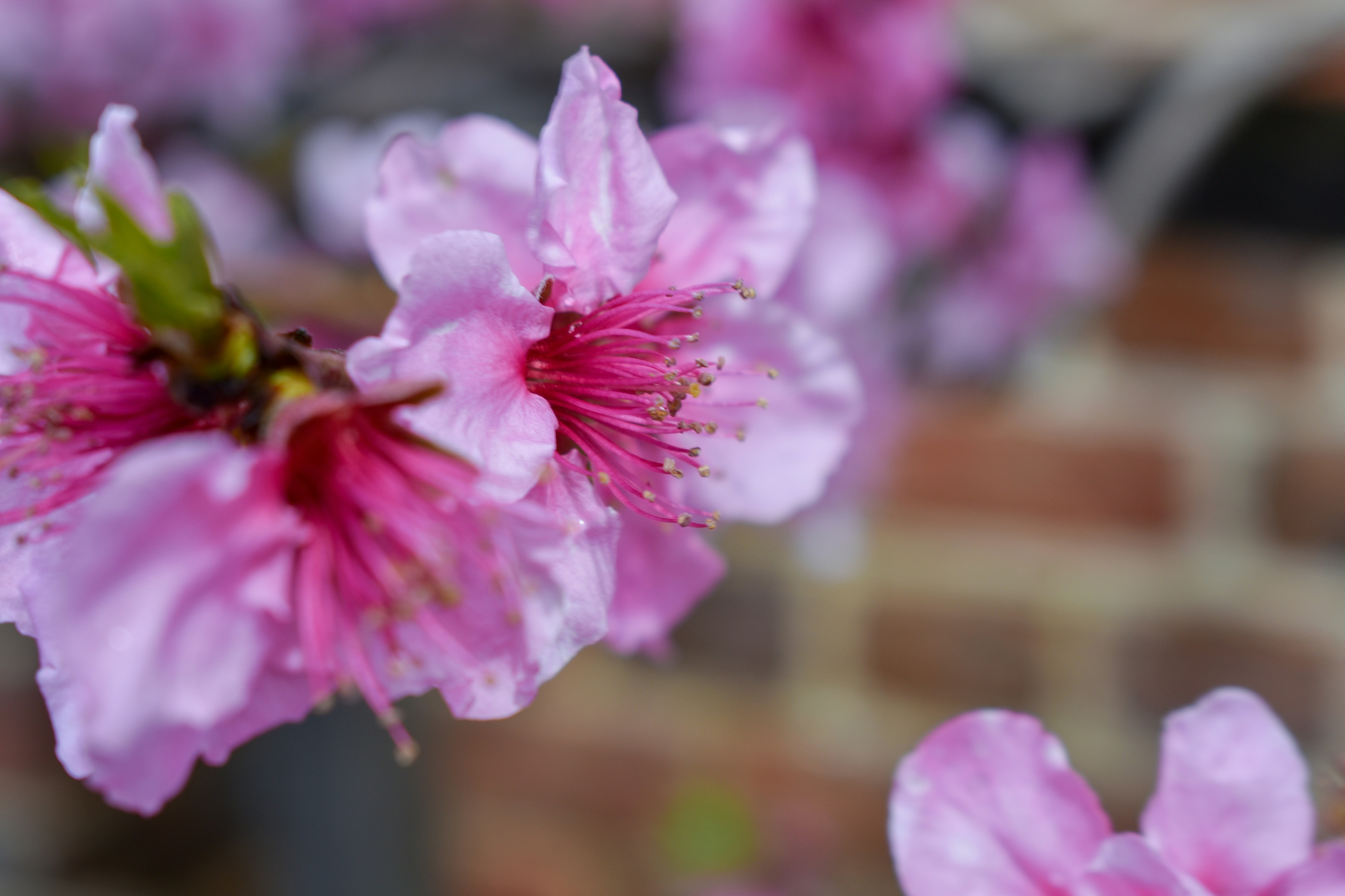 Pink Blossom at the Edge of a Brick Canvas
