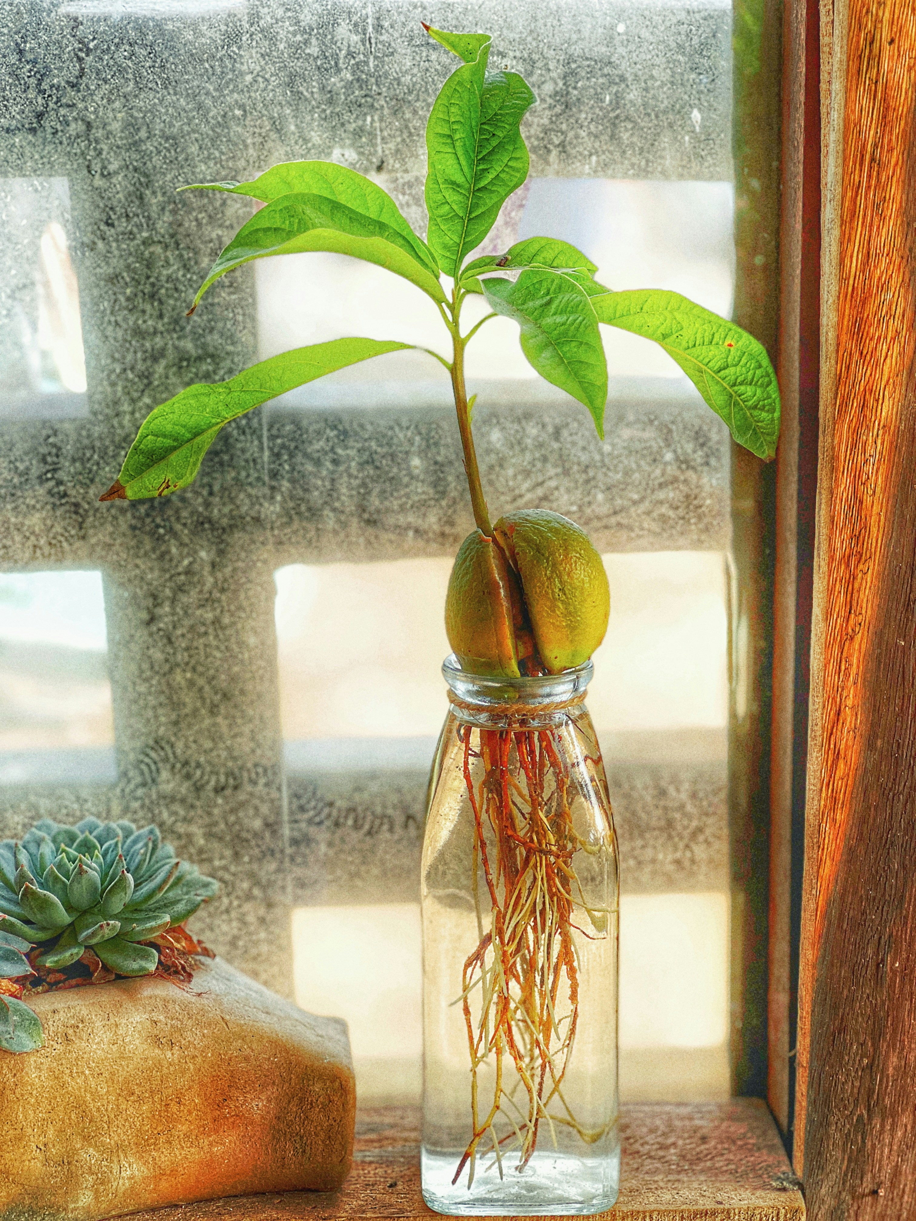 Glass-Rooted Seedling: A Tiny Tree Reaching Skyward from Water