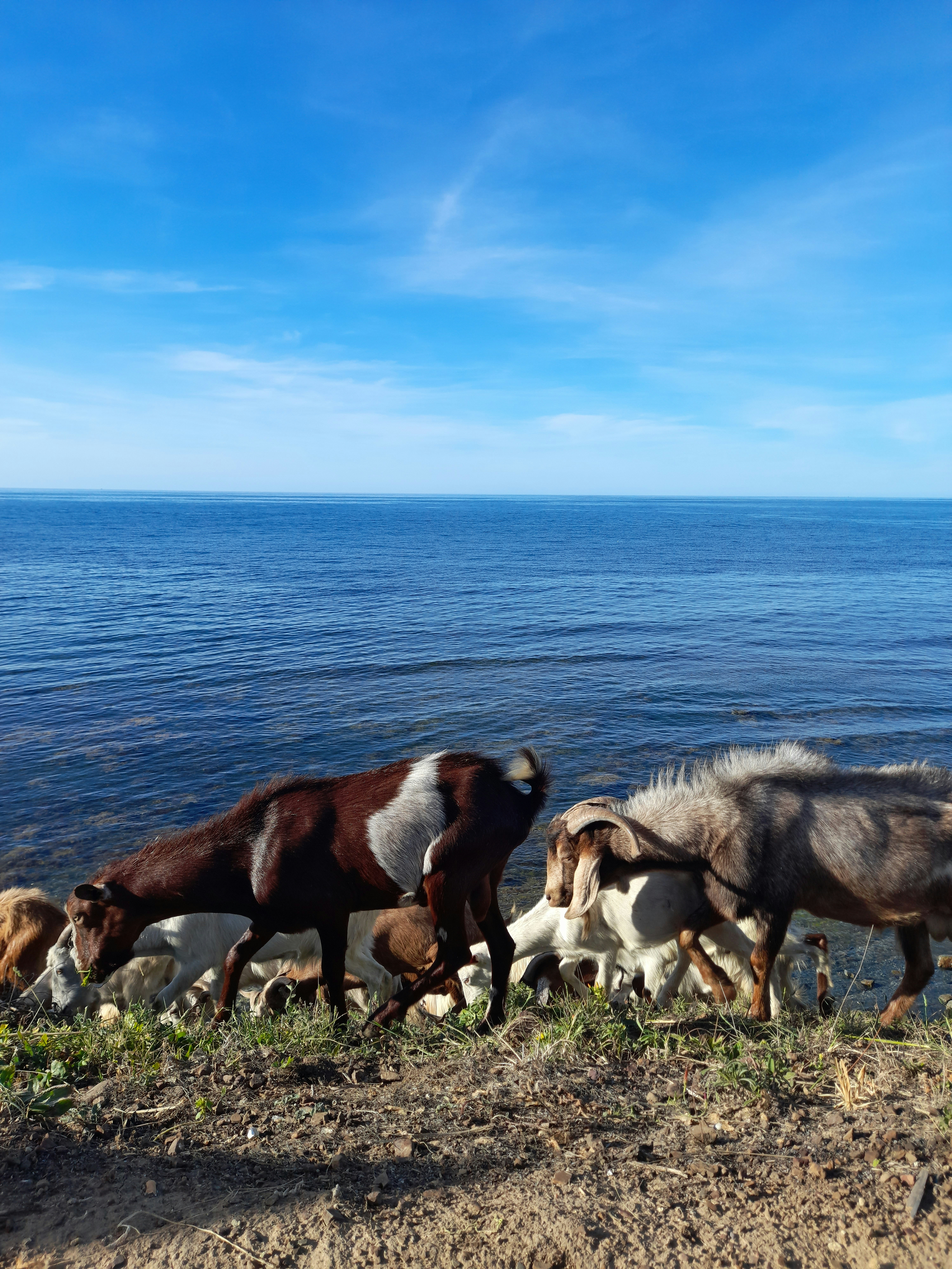 Photograph of a herd of goats grazing along a shoreline with a calm blue sea and a clear sky in the background.