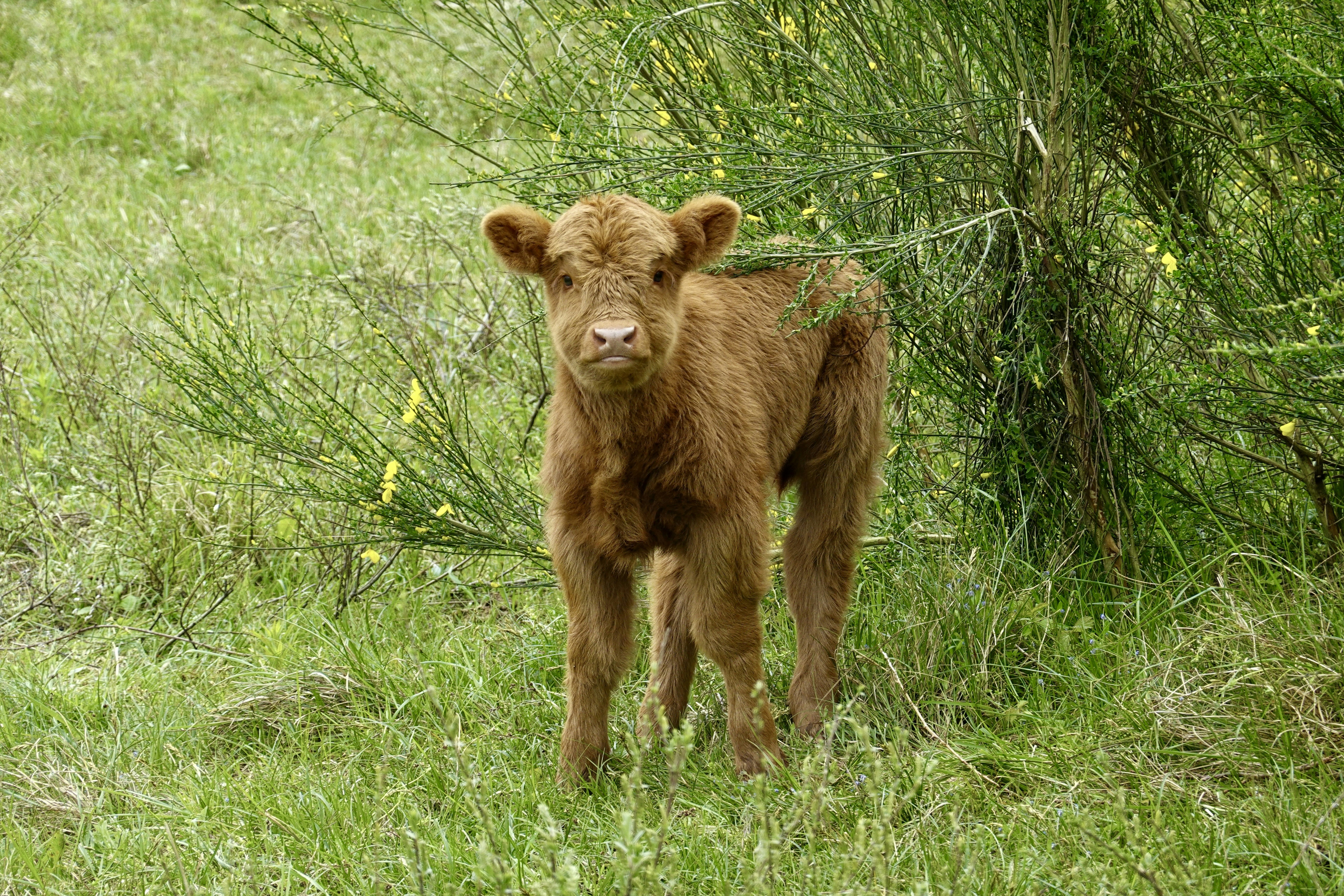 1000+ Calf Pictures | Download Free Images on Unsplash