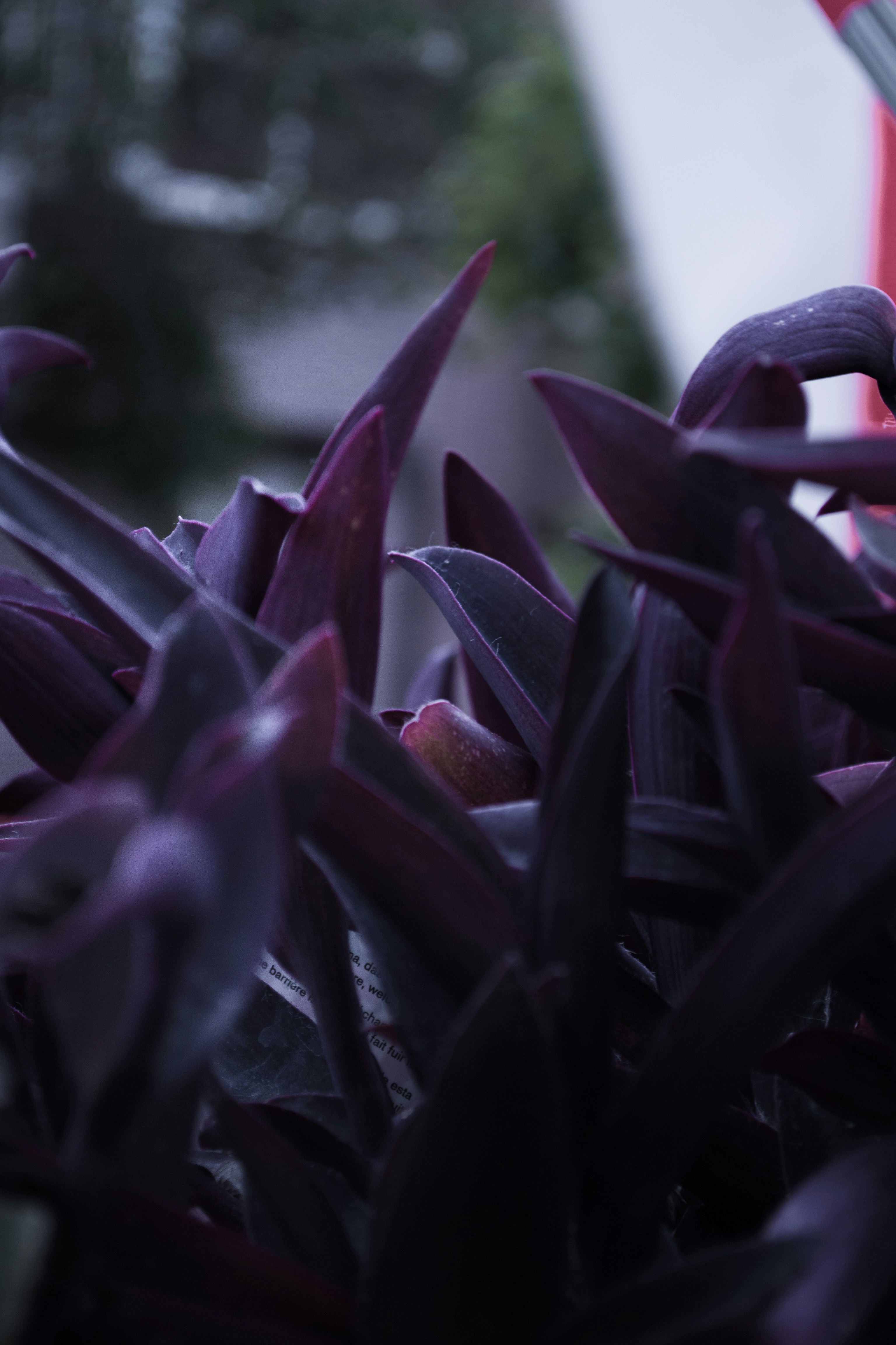Midnight Violet: a close-up study of purple leaves