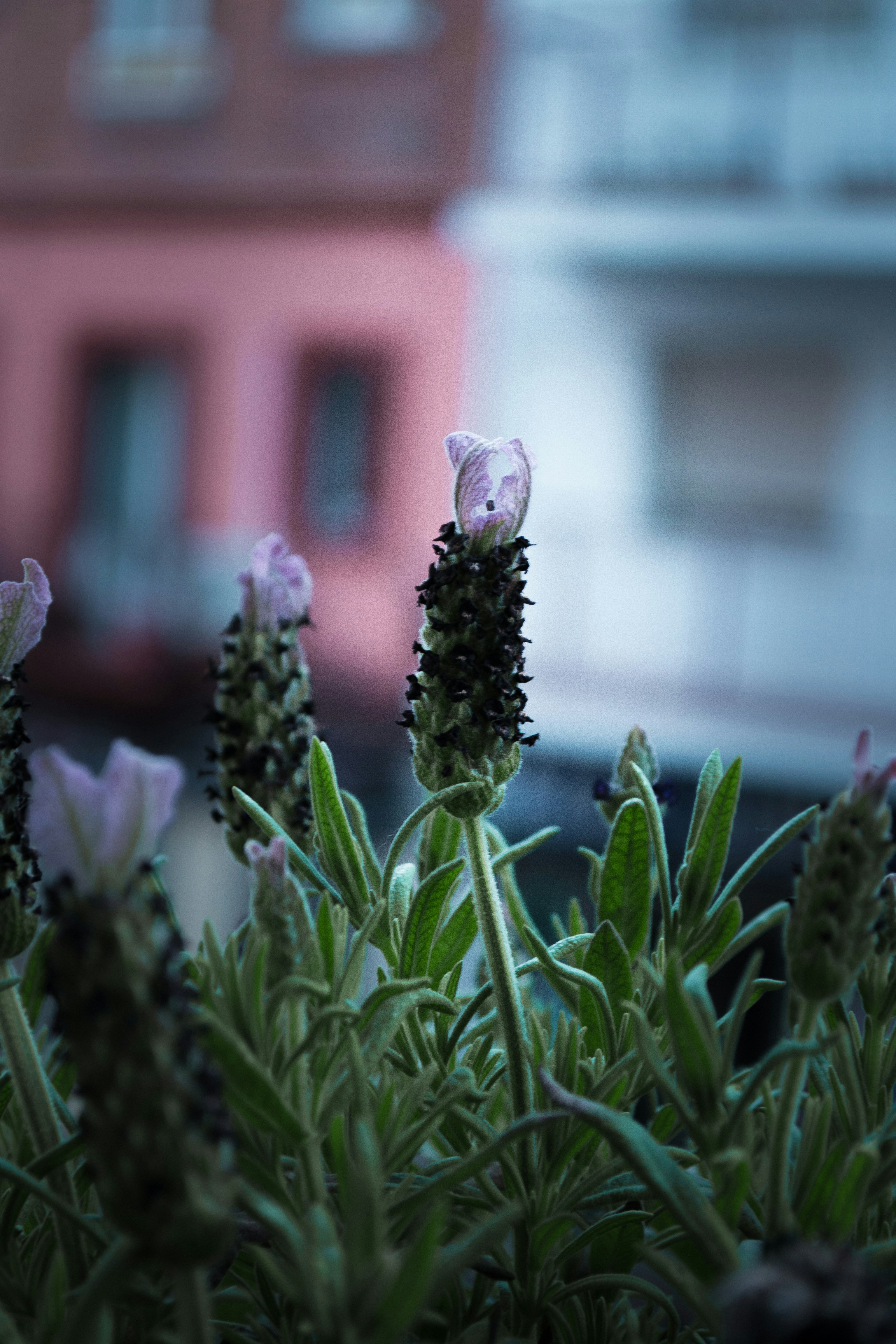 Lavender Spike in Focus Against an Urban Backdrop