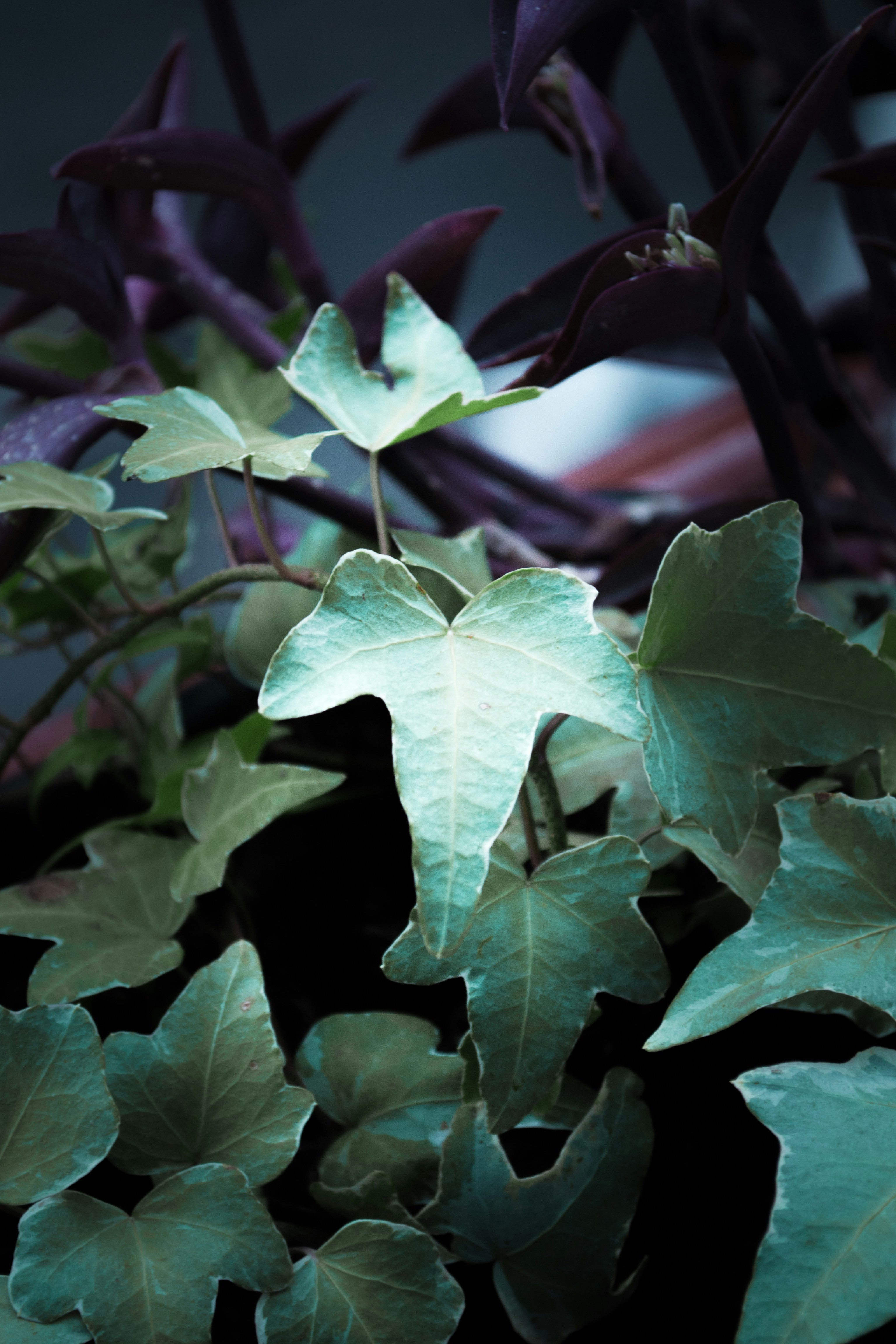 Emerald Ivy Mosaic: Close-Up of Lime-Textured Leaves Against Shadowed Vines