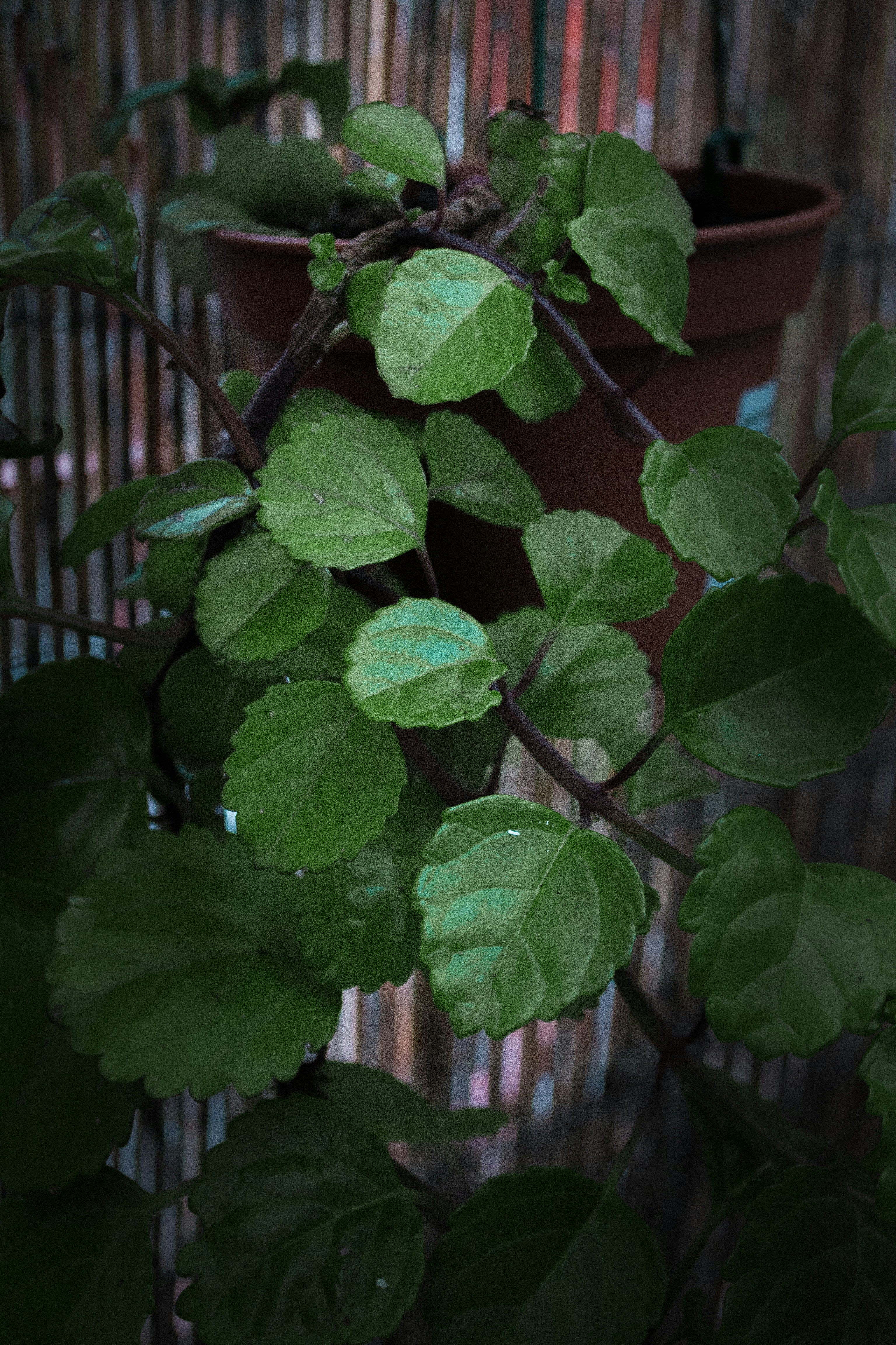 Emerald Veil on a Bamboo Backdrop
