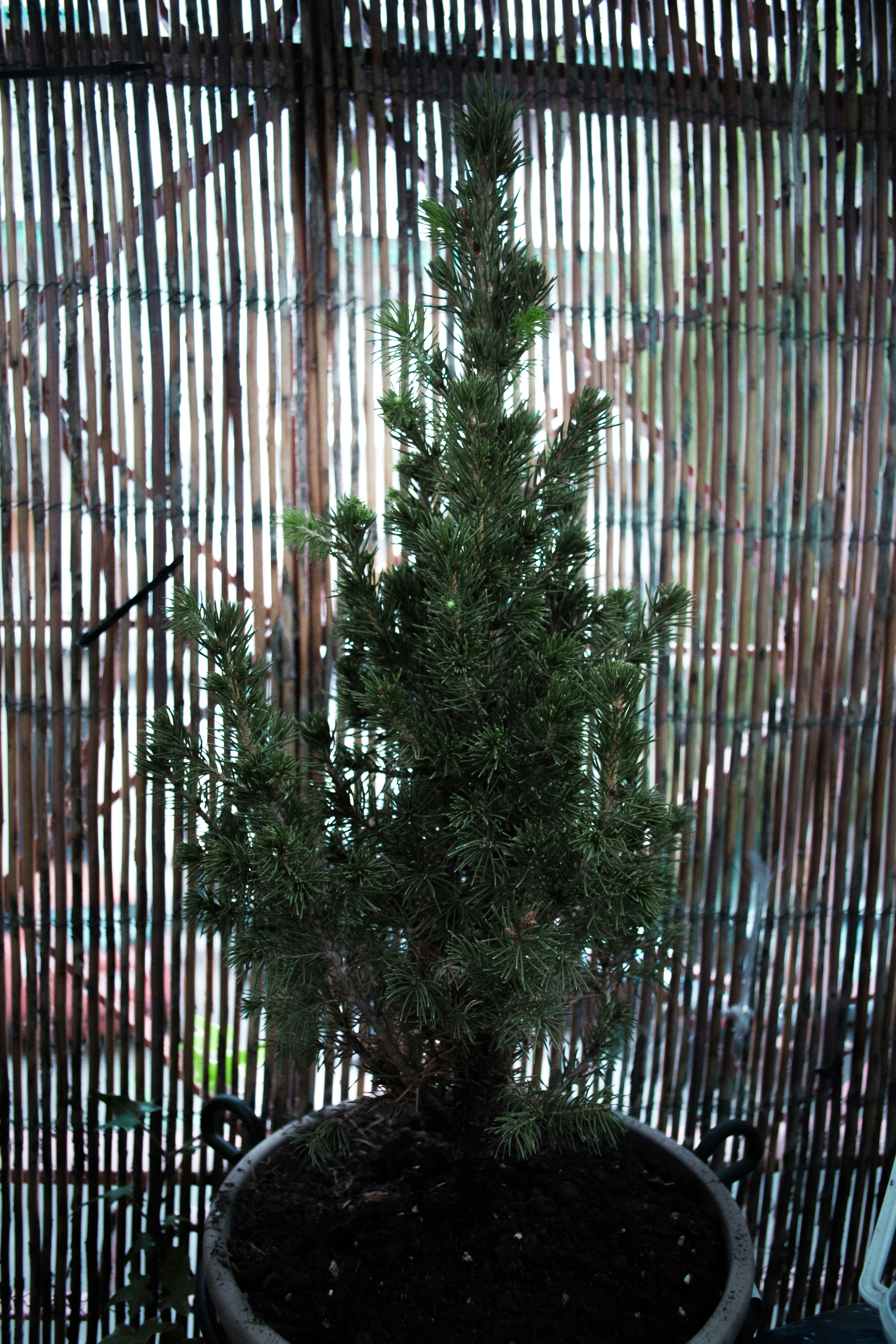 Center-Stage Pine: A Potted Evergreen Framed by Bamboo Curtain
