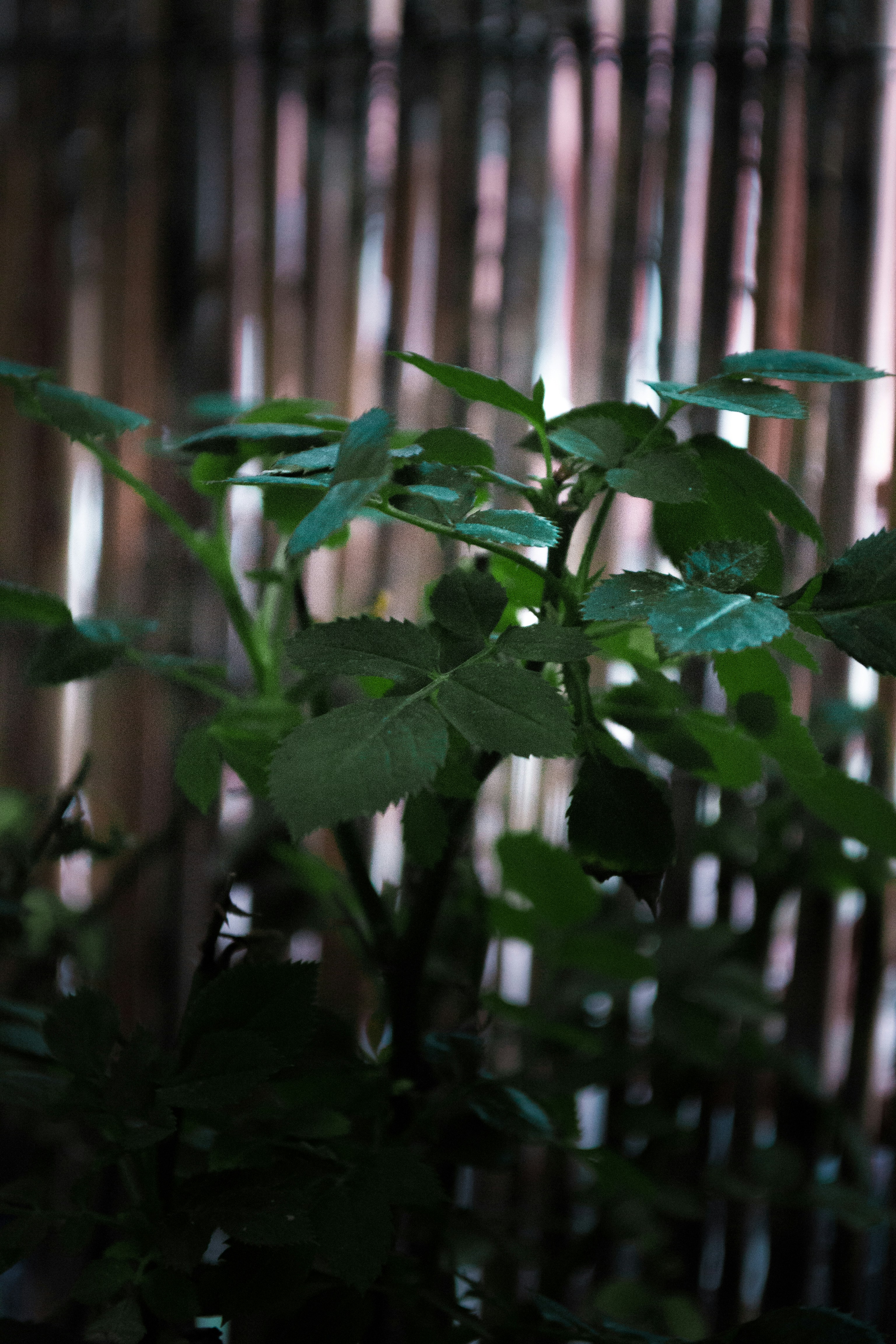 Una pianta con foglie verdi davanti a una recinzione di bambù foto ...
