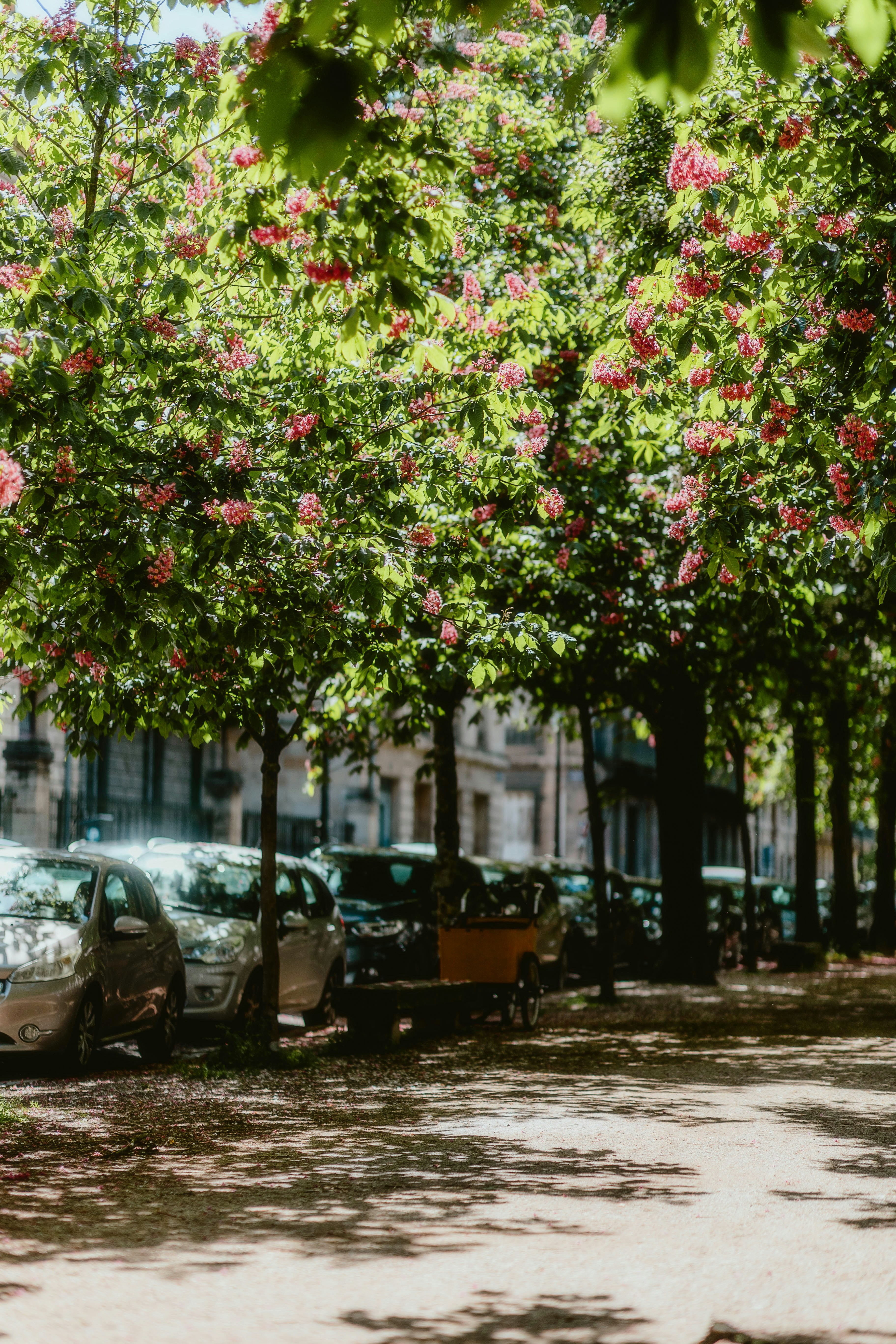 Blossom Canopy Over a Sunlit City Street