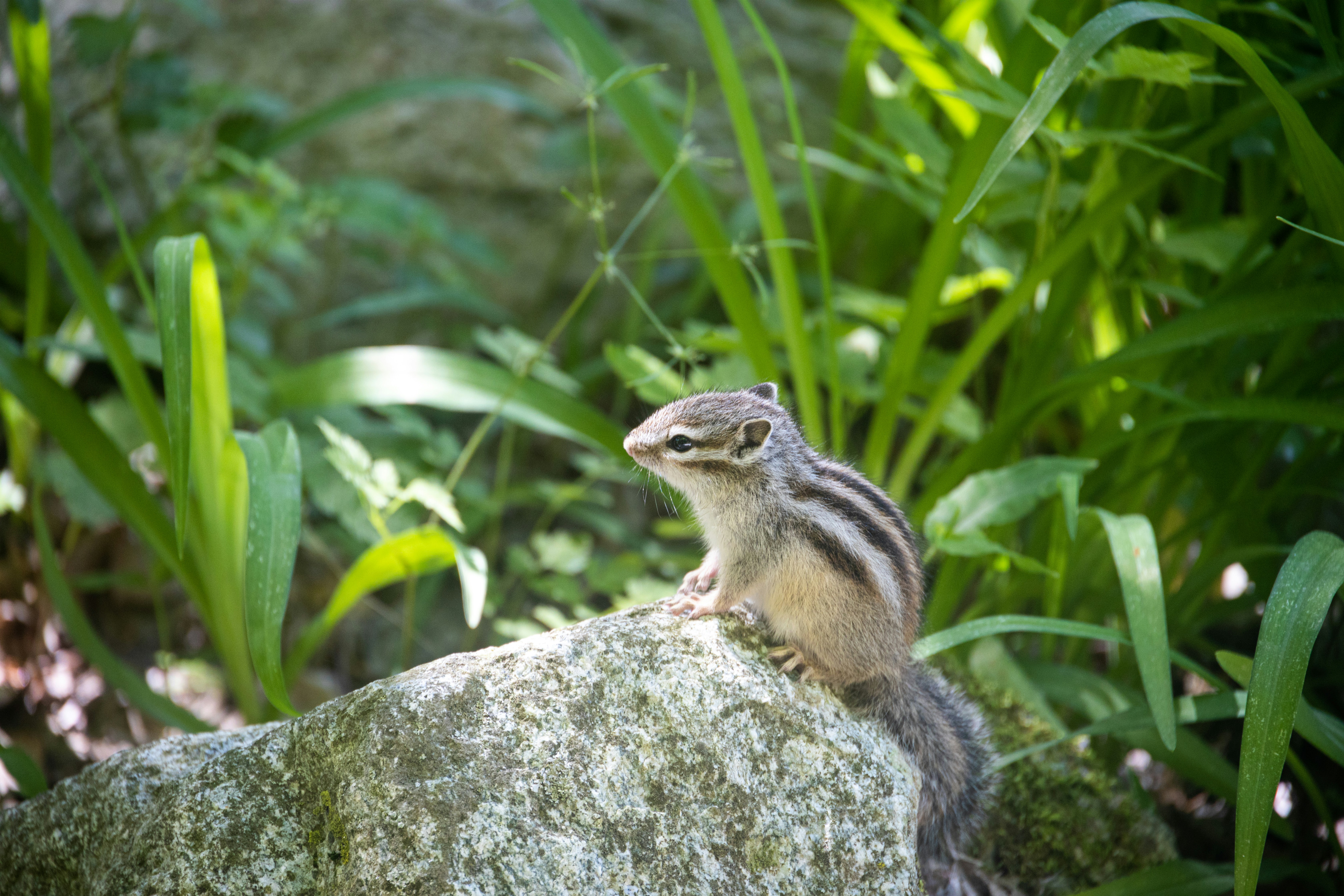 A small animal sitting on top of a large rock photo – Free Plant Image ...