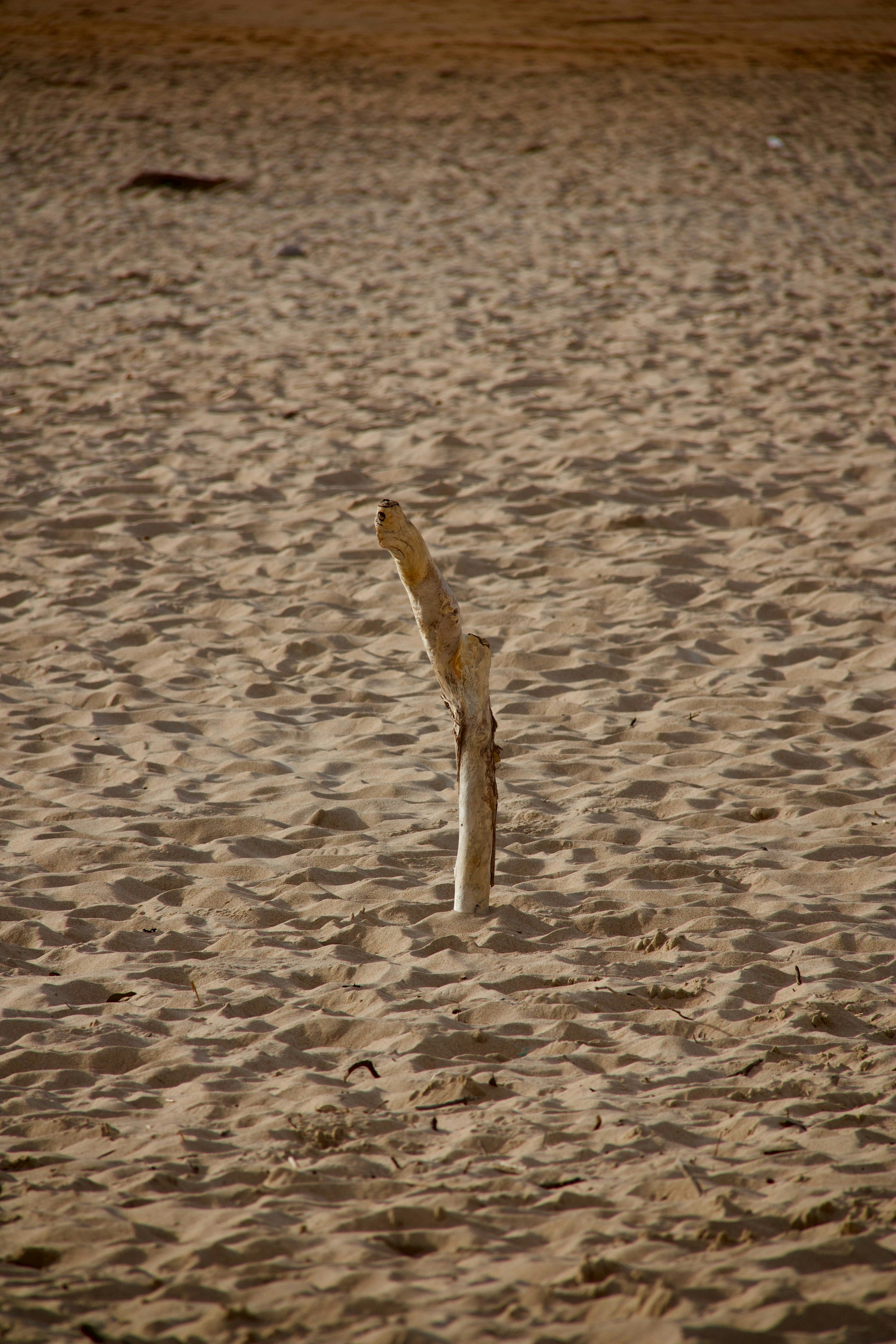 Lone Weathered Post Rising from Sunlit Beach Sand