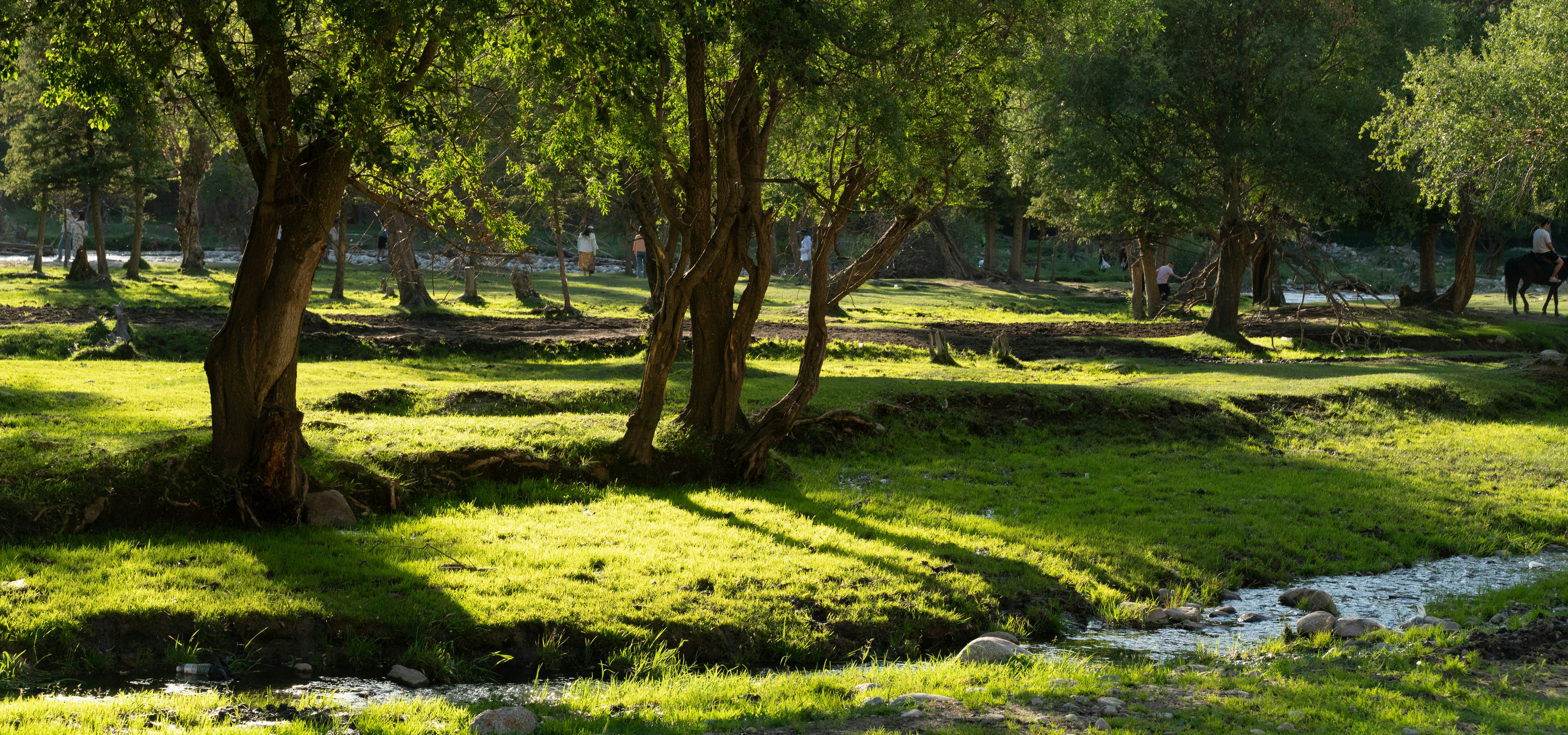 Dappled Riverside Glade: Sunlit Grass and Quiet Water