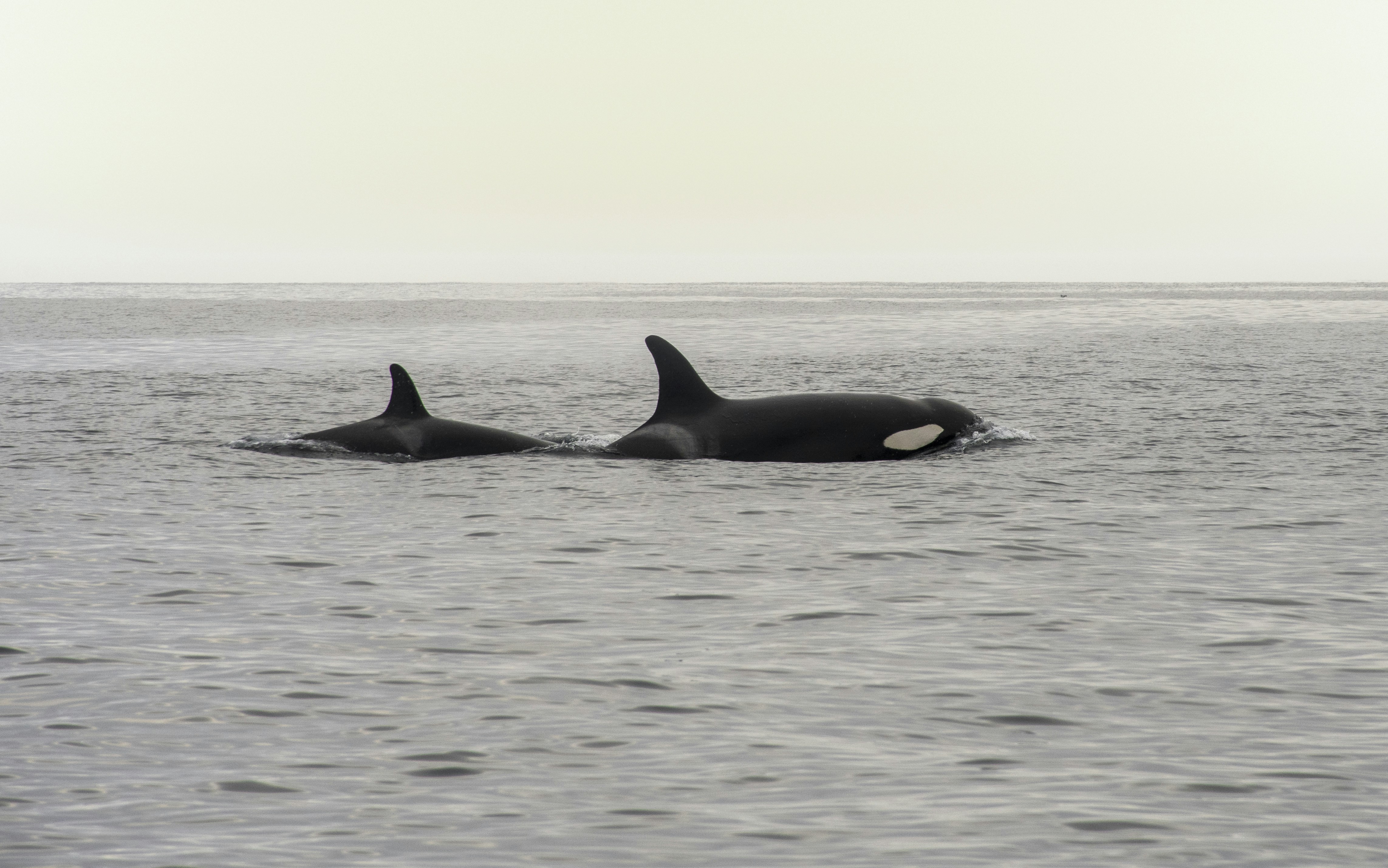 A couple of orca's swimming in the ocean photo – Free Black Image on ...