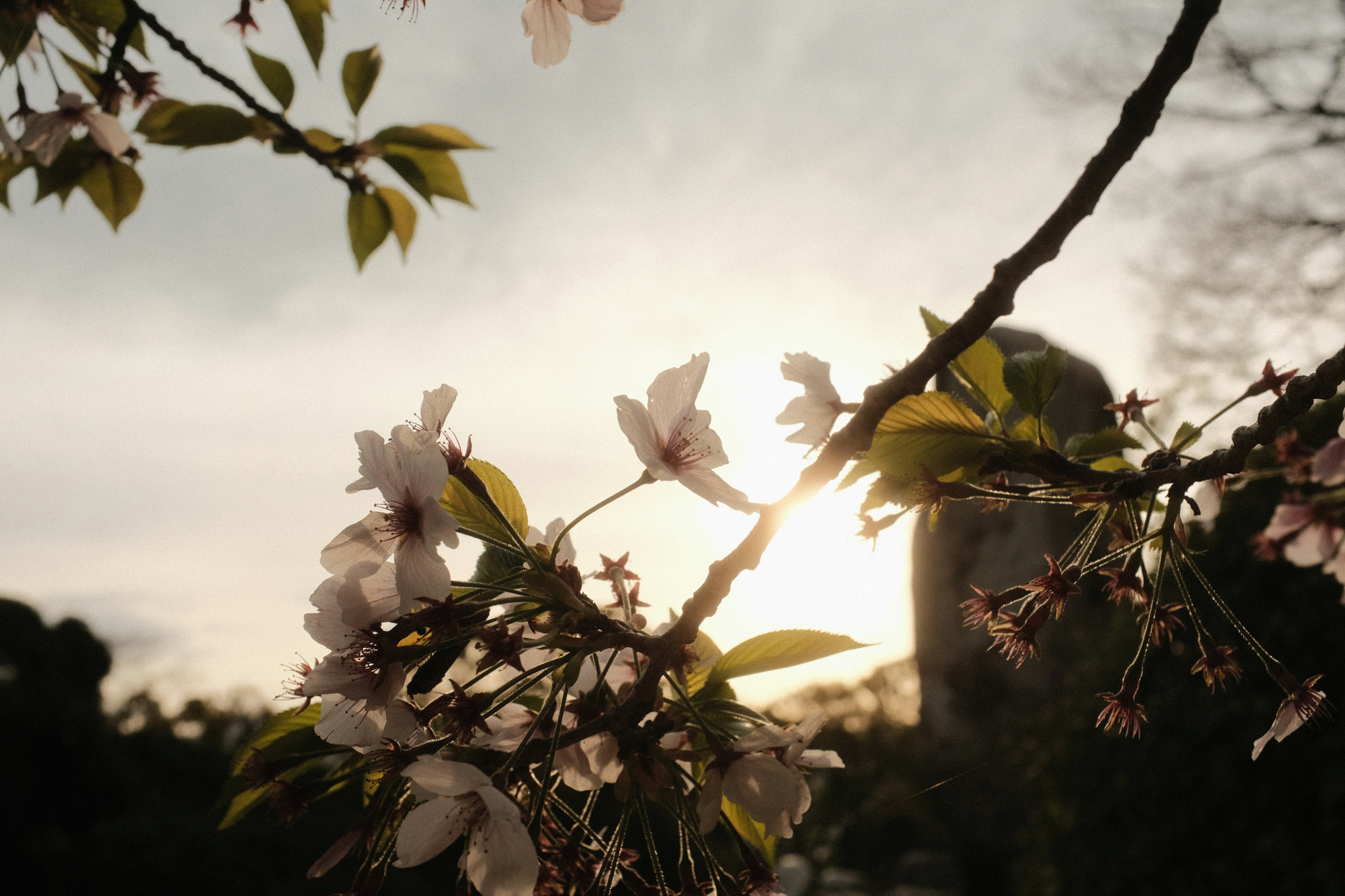 Sunlit Cherry Blossoms Framing a Quiet Skyline