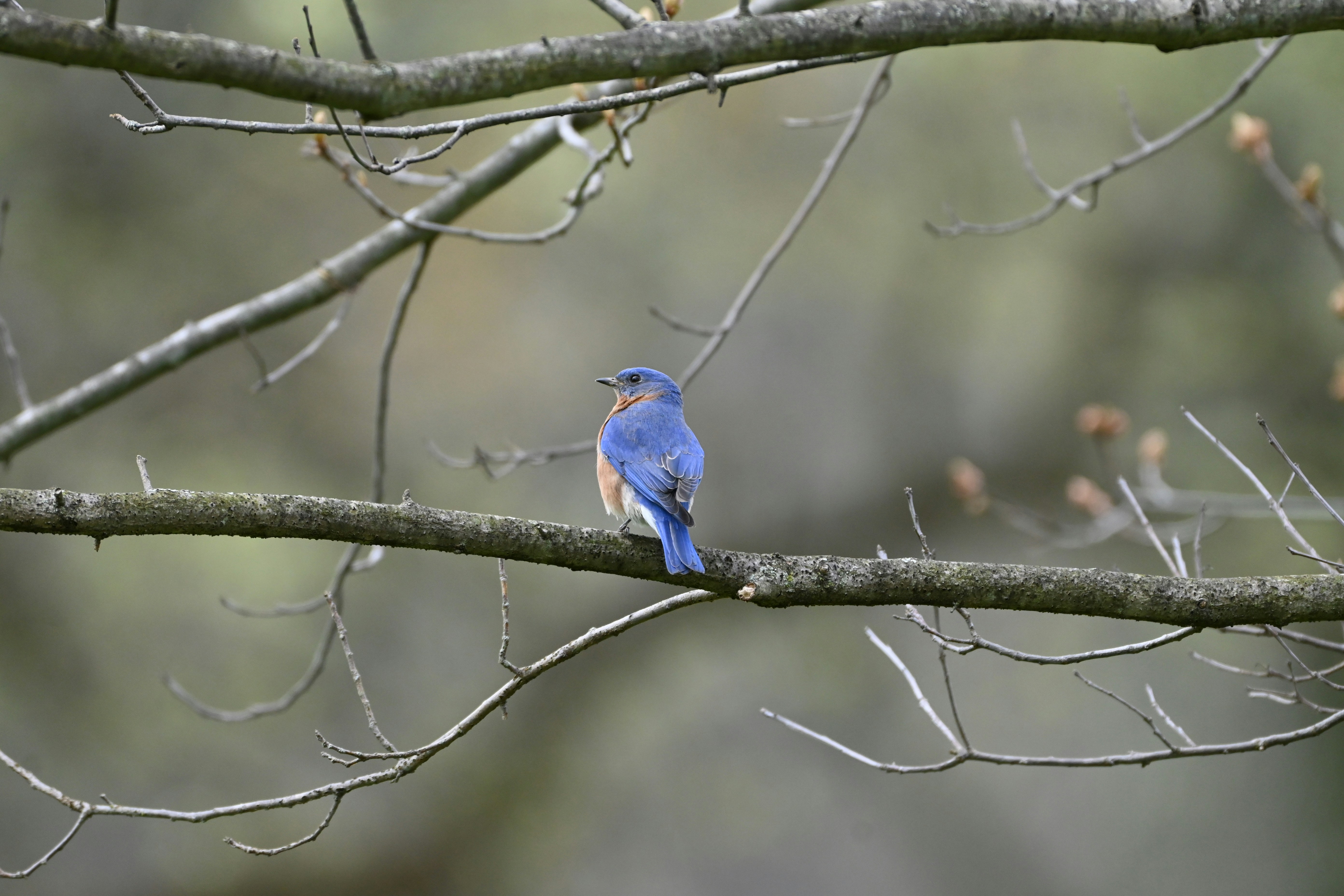 Photo by Mitchell Hamilton with Nikon Z50