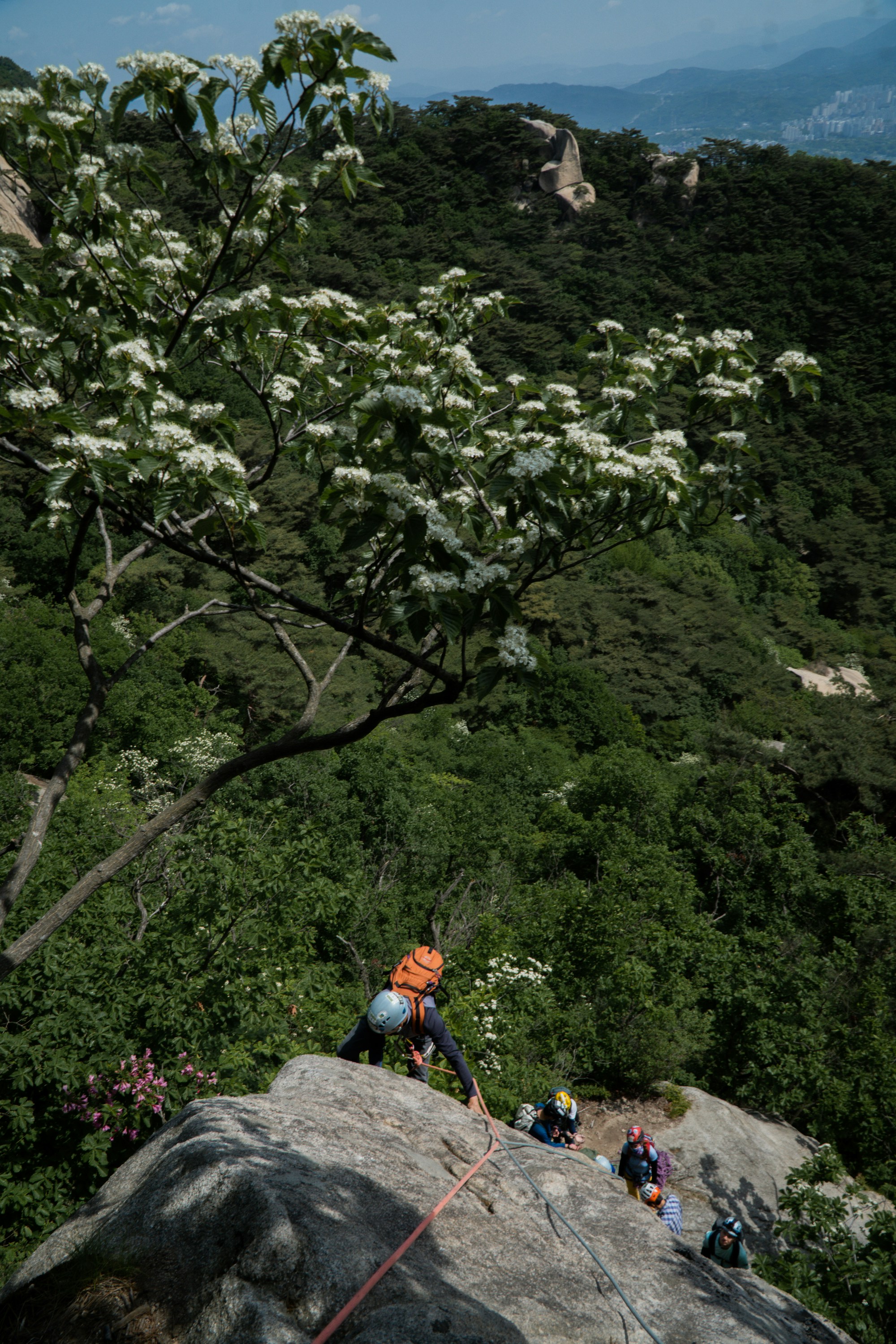 Edge of the Summit: Climbers Traverse Exposed Granite Beneath Spring Blossoms