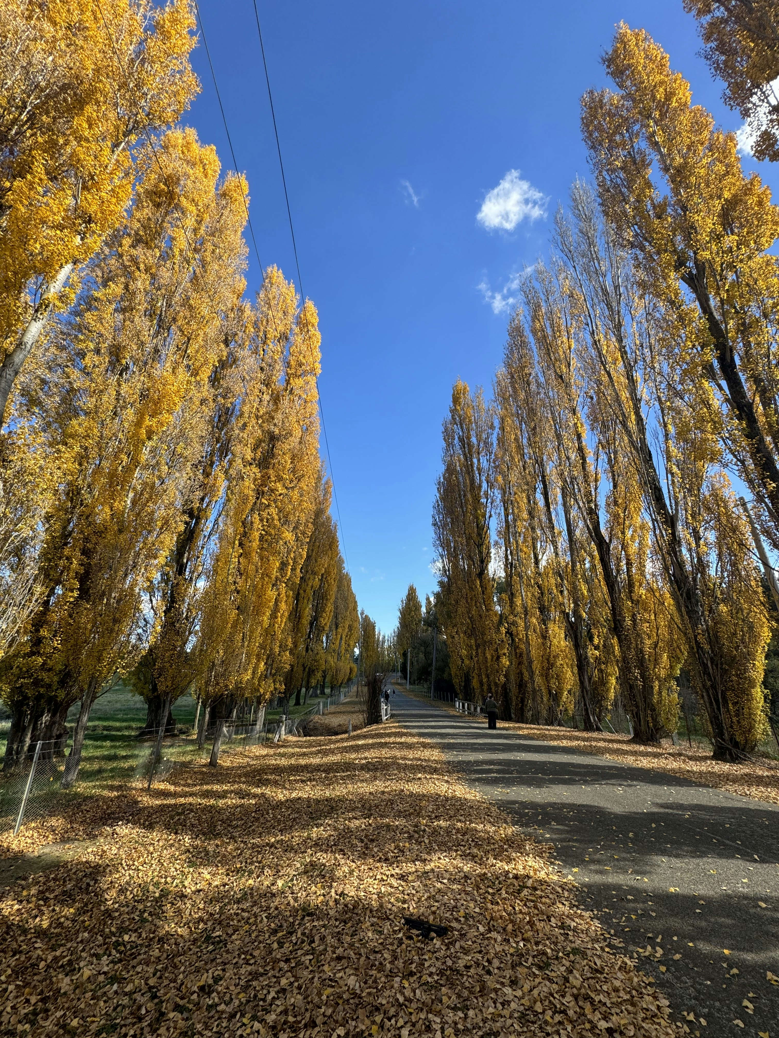 A road lined with lots of yellow trees photo – Free Meadow flat nsw ...