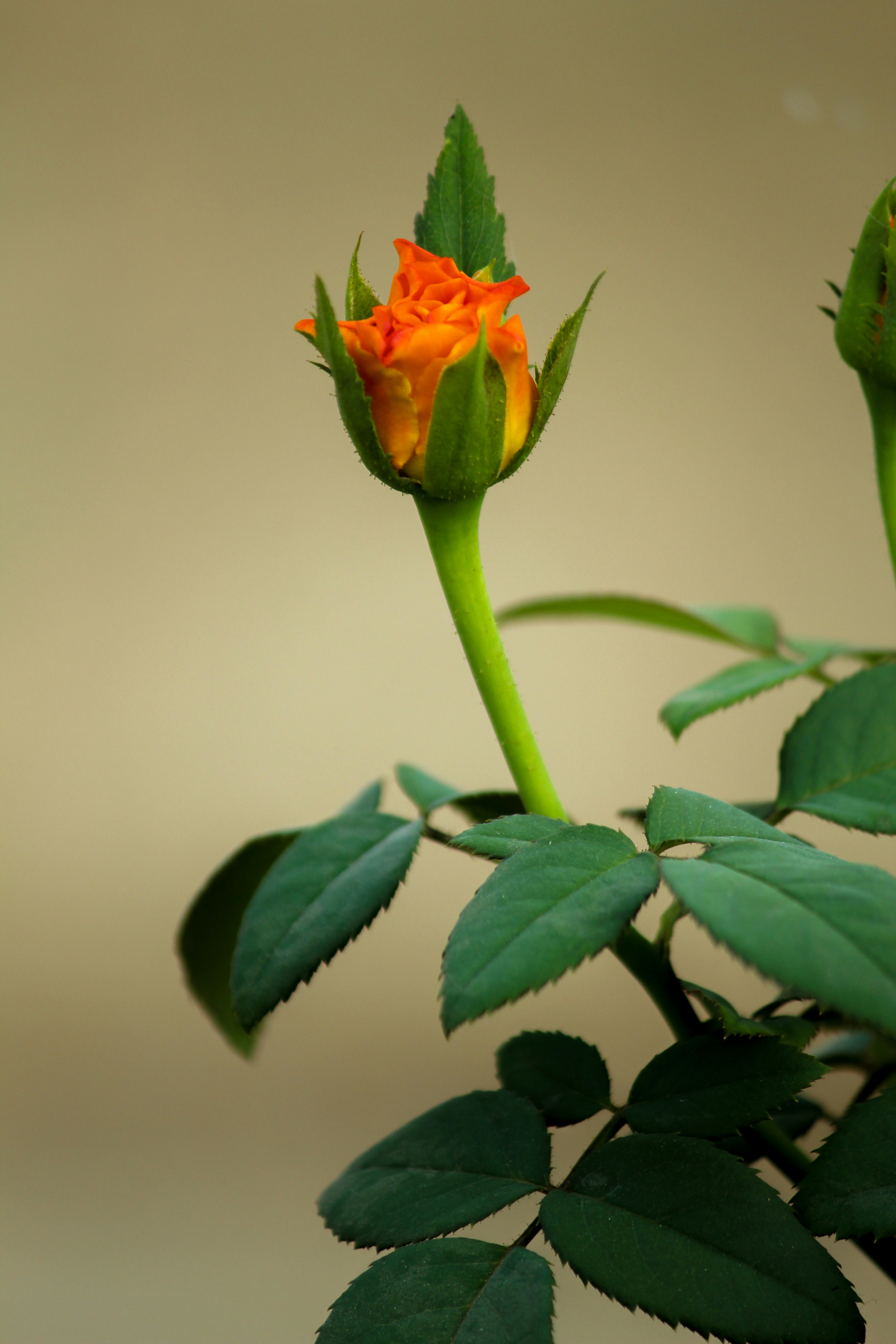 Emerging Orange Rosebud: A Delicate Moment in Soft Focus