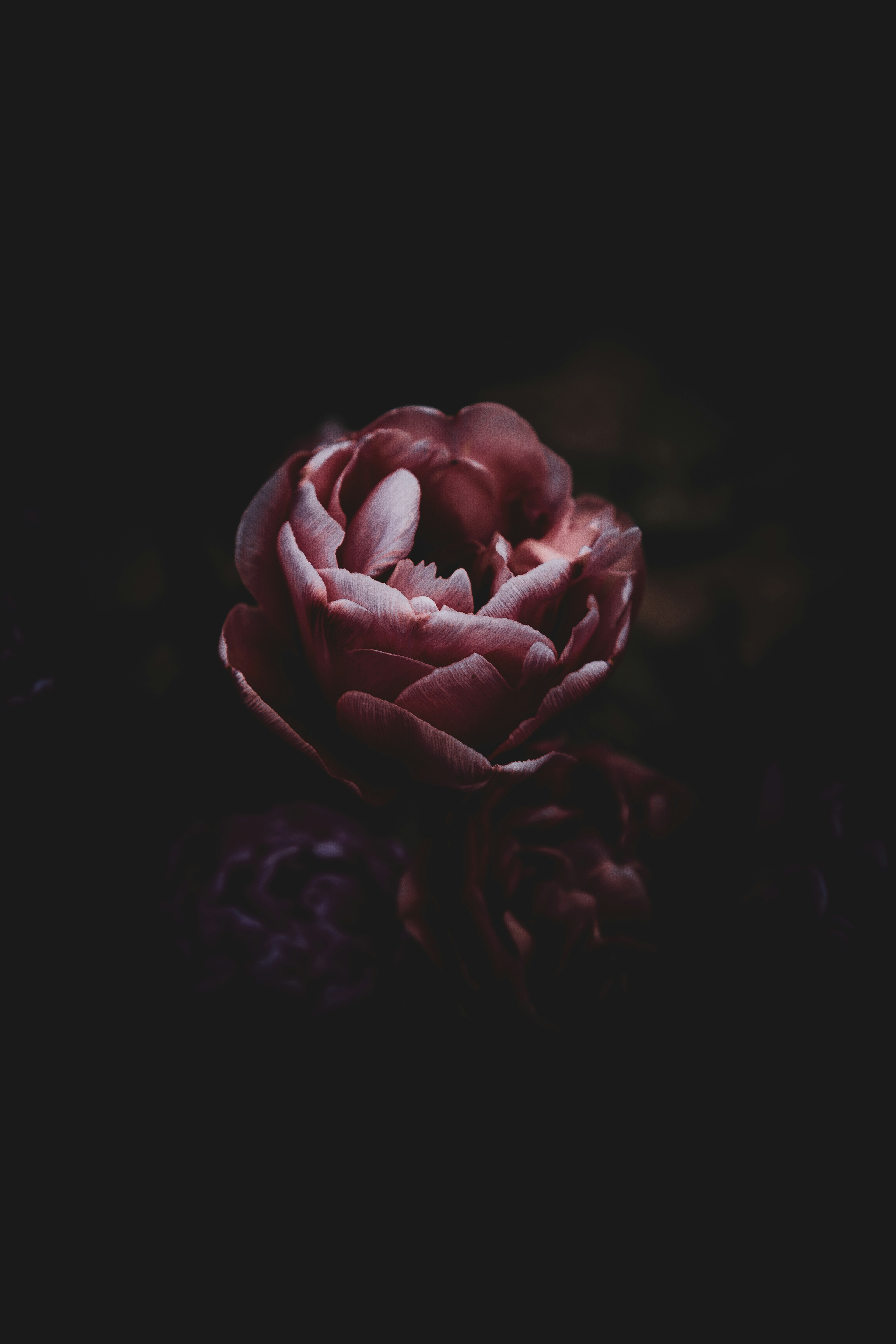 Velvet Bloom in Darkness: A Crimson Petal Emerges from Shadow