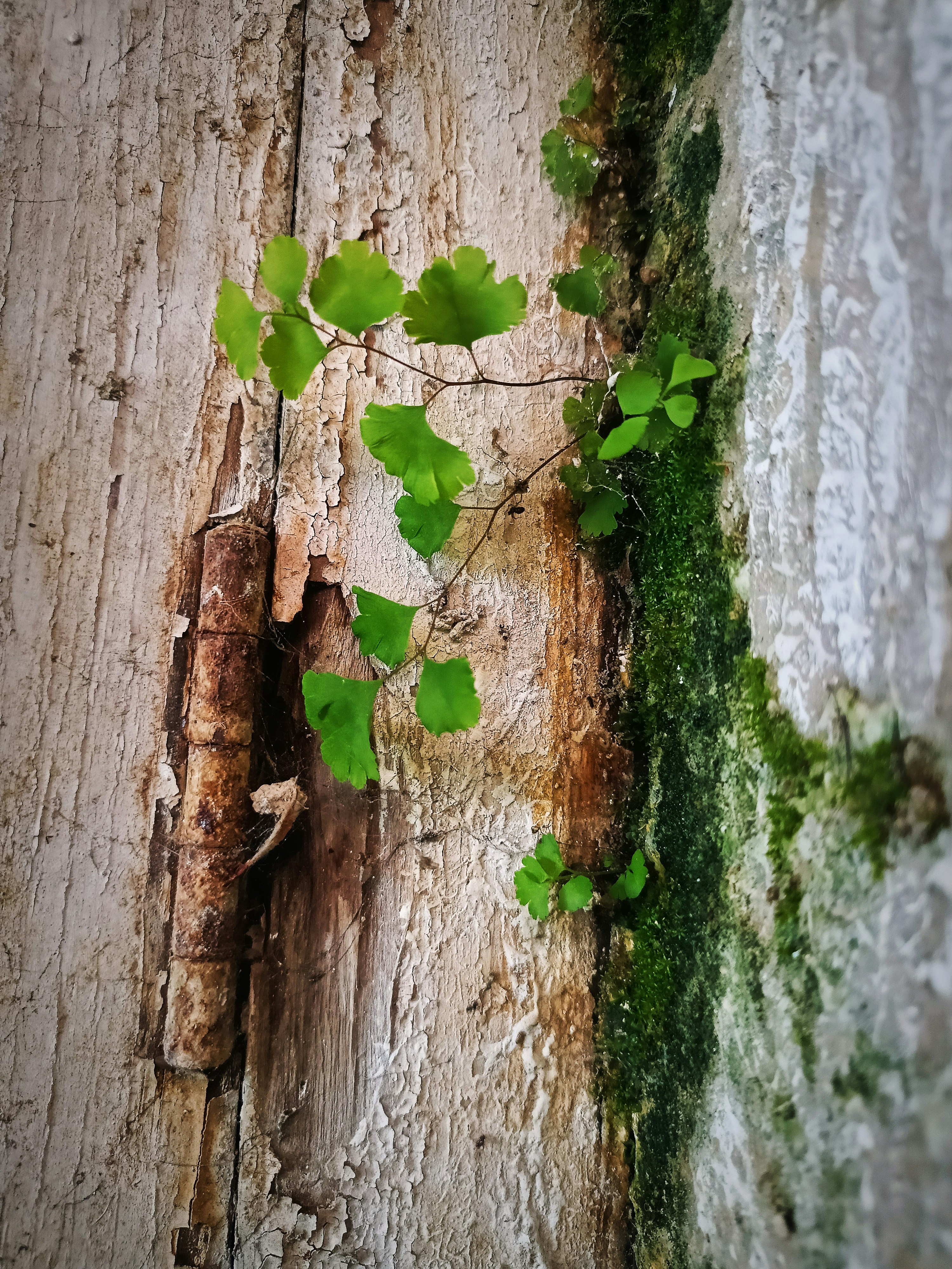 A close up of a tree trunk with a vine growing on it photo – Free Hurb ...
