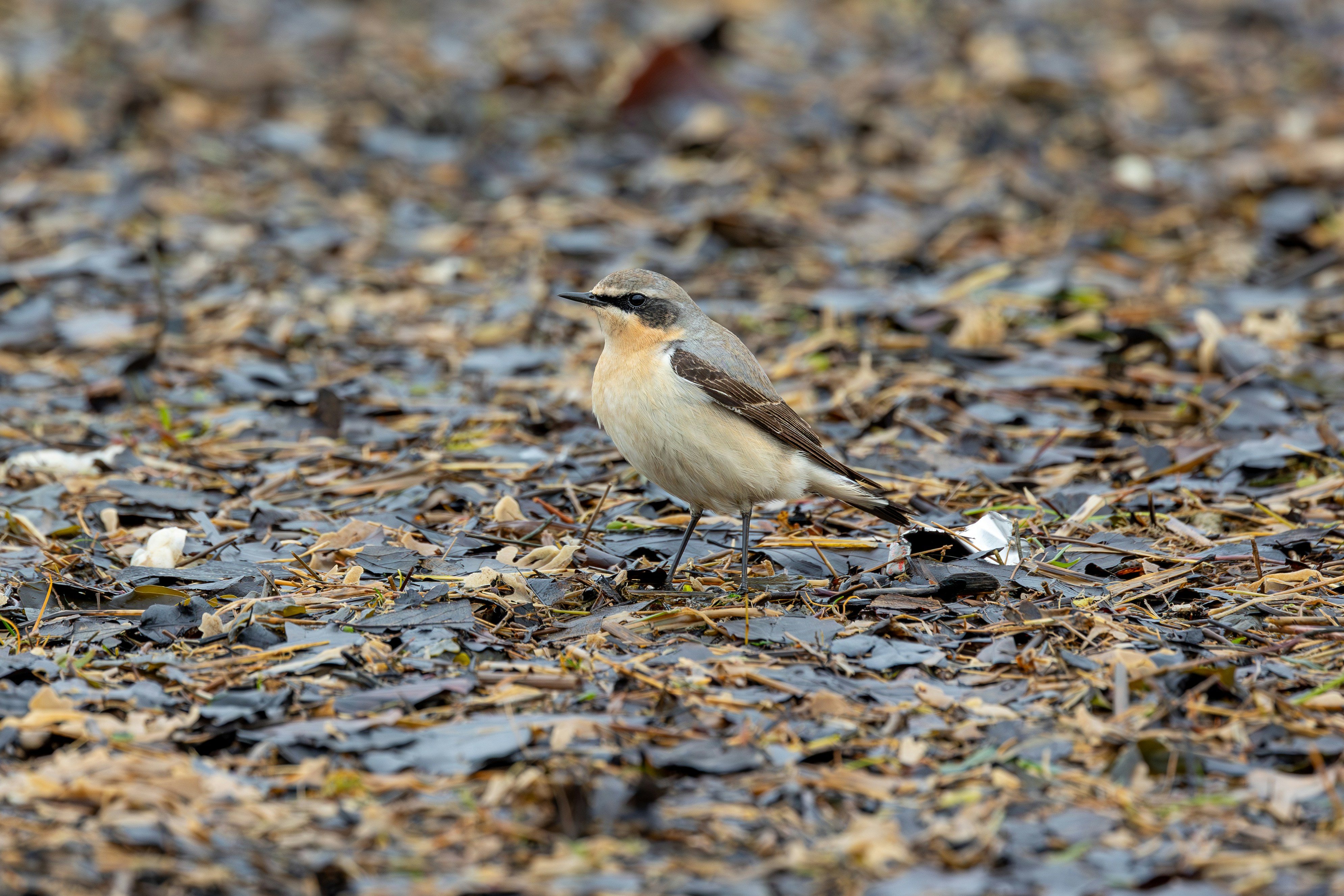 Quiet Warbler on a Leaf-Litter Stage