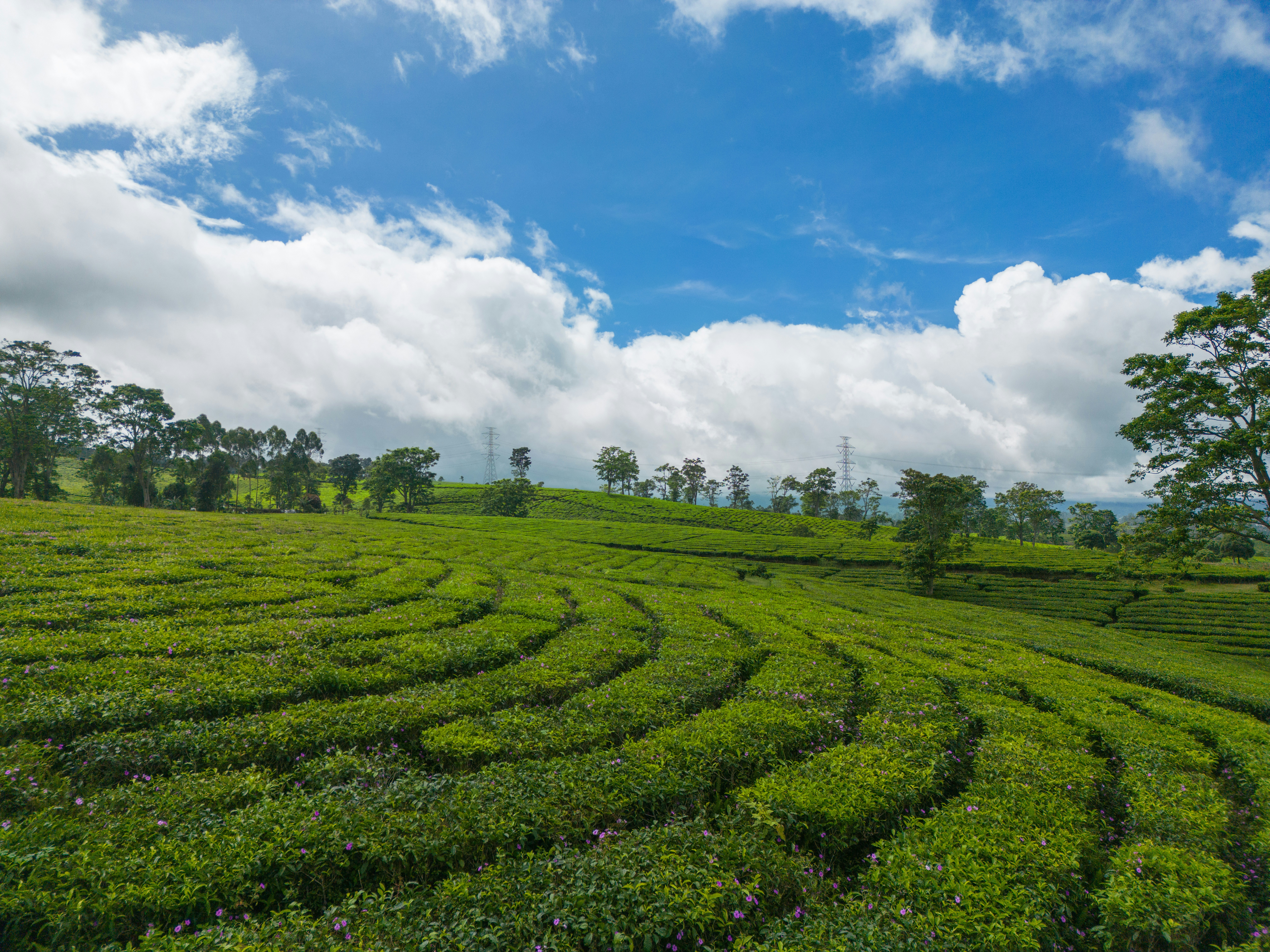1000+ Tea Garden Pictures | Download Free Images on Unsplash