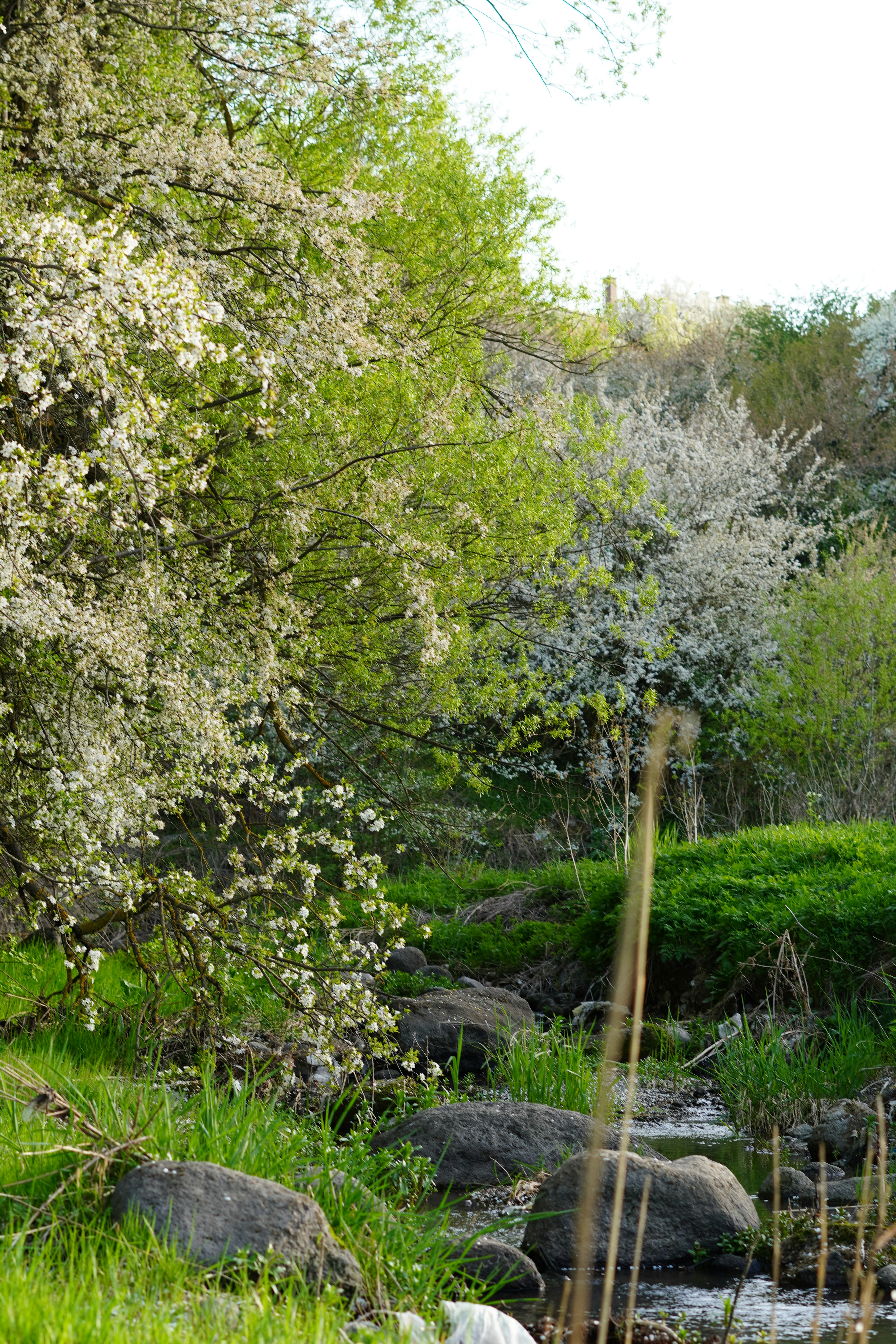 Photo by mohsen 2urk with SONY ZV-E10