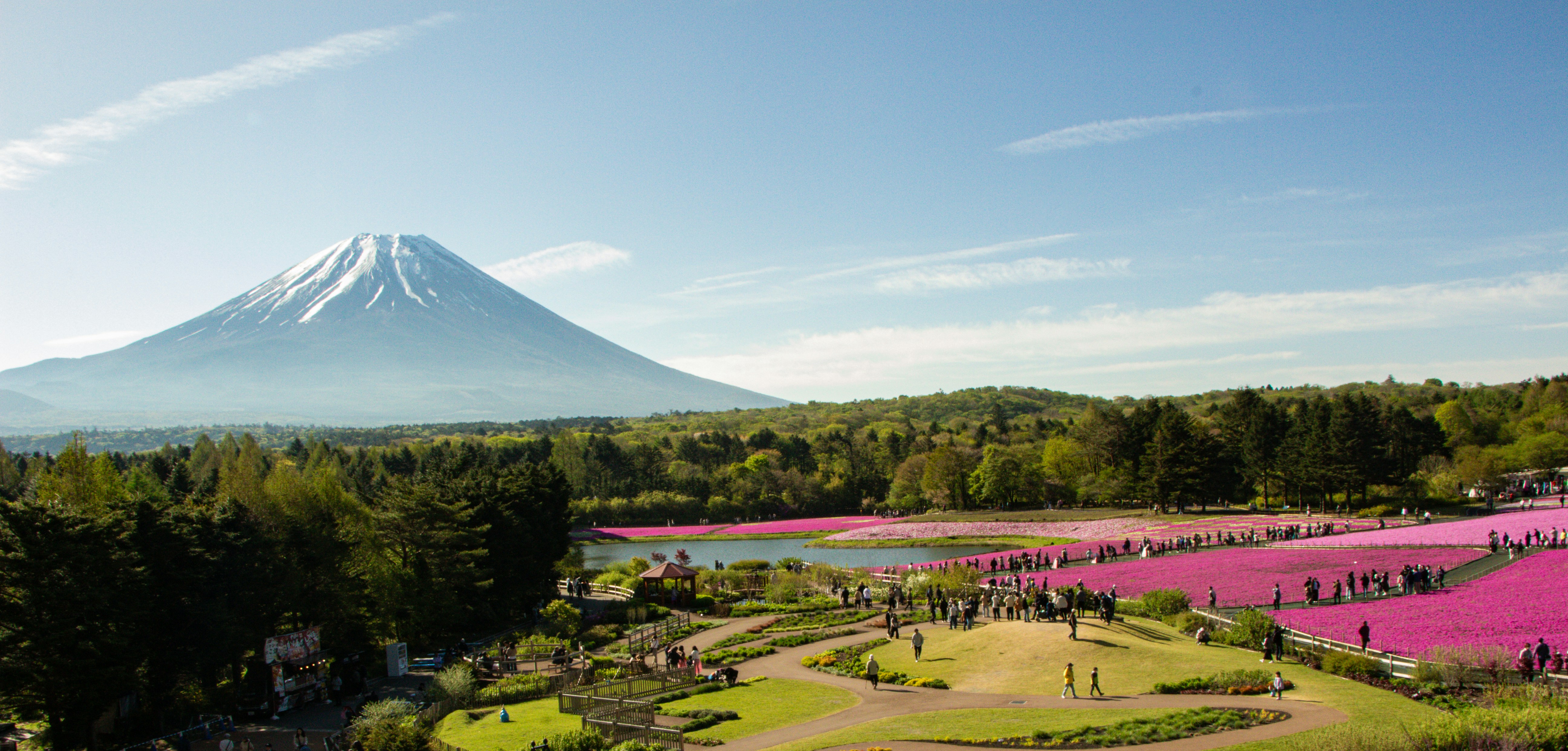 Vivid Pink Fields Beneath a Snow-Capped Peak