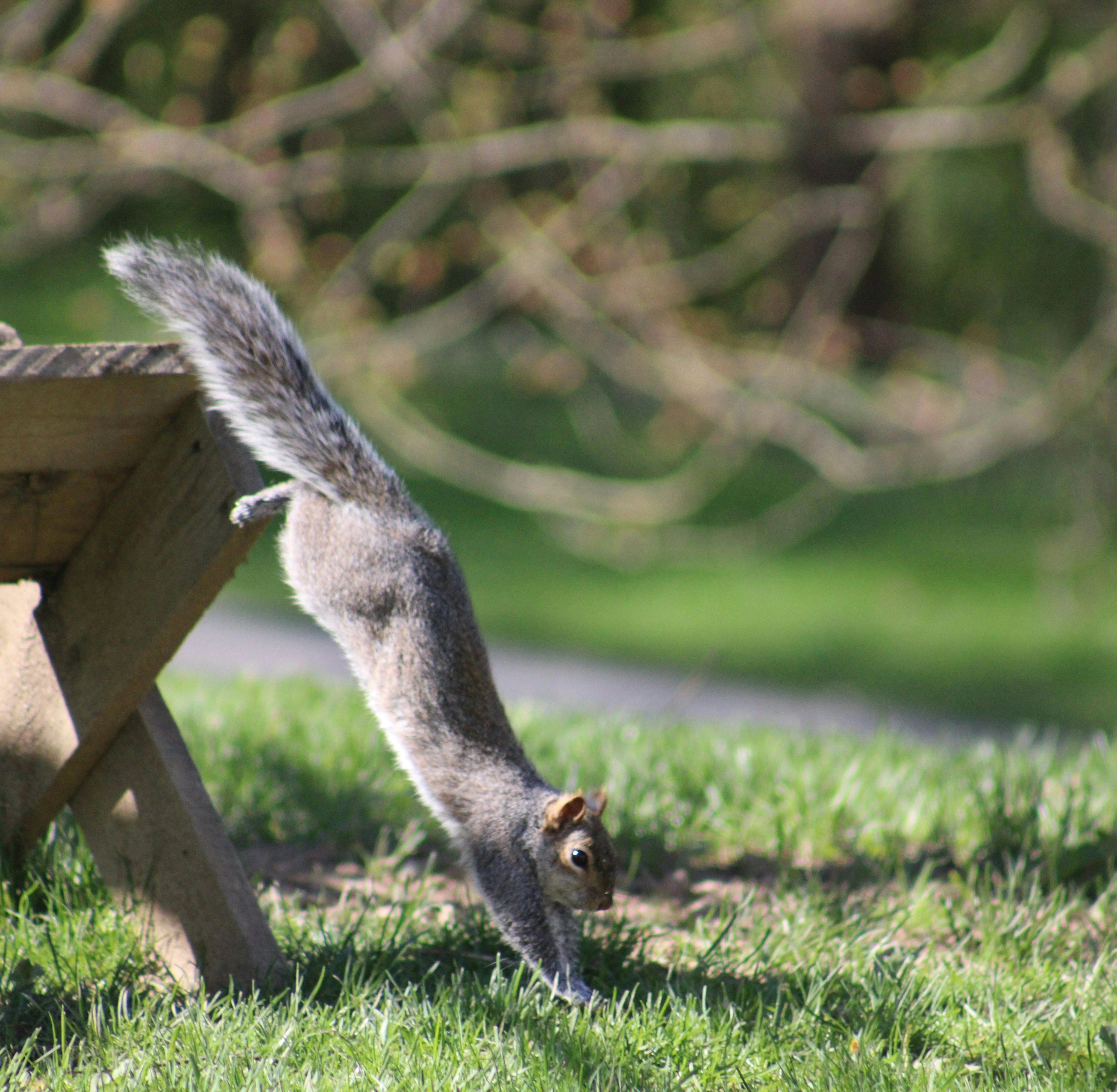Squirrel in mid-headfirst dive toward the grass