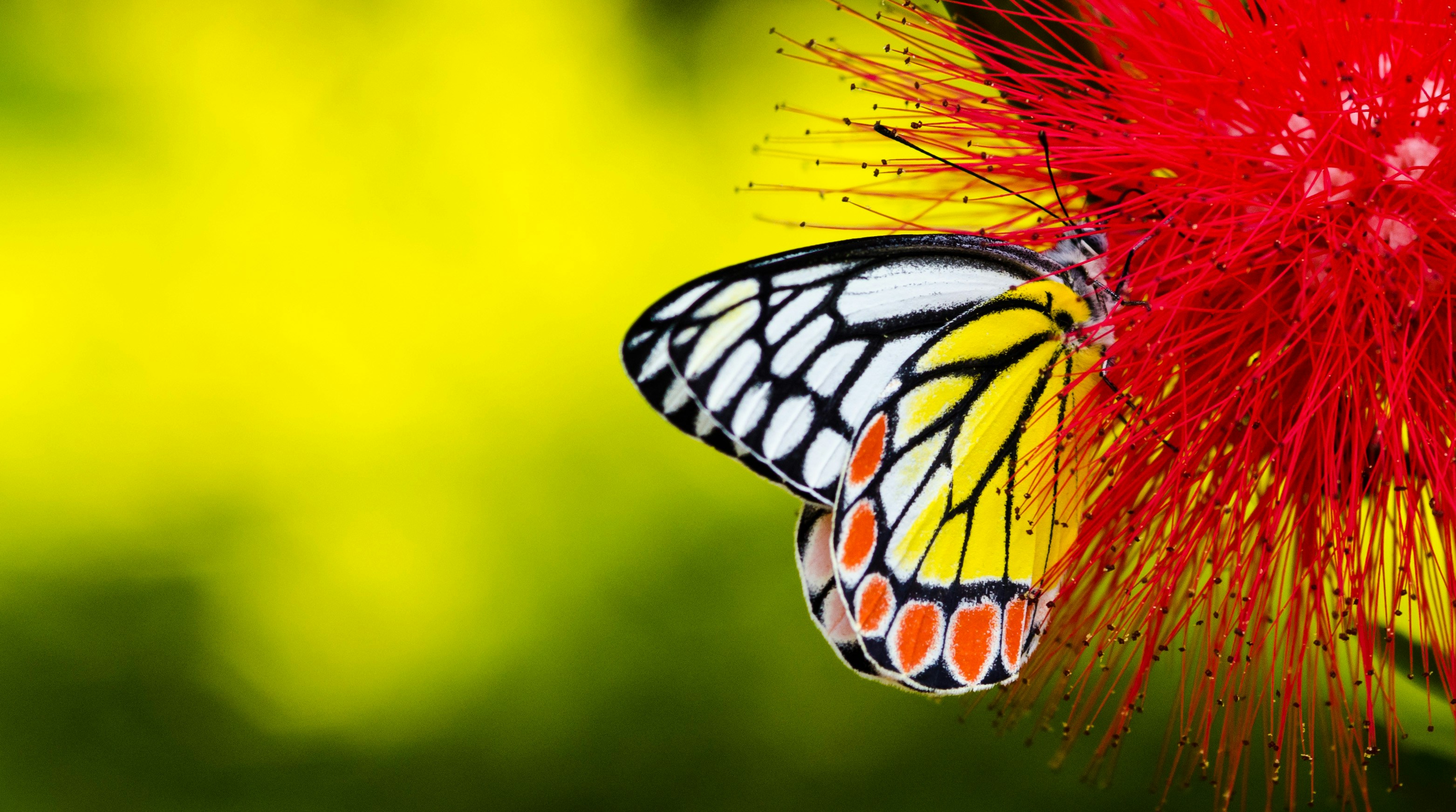 Crimson Bloom Rendezvous: Wings at the Nectar Gate